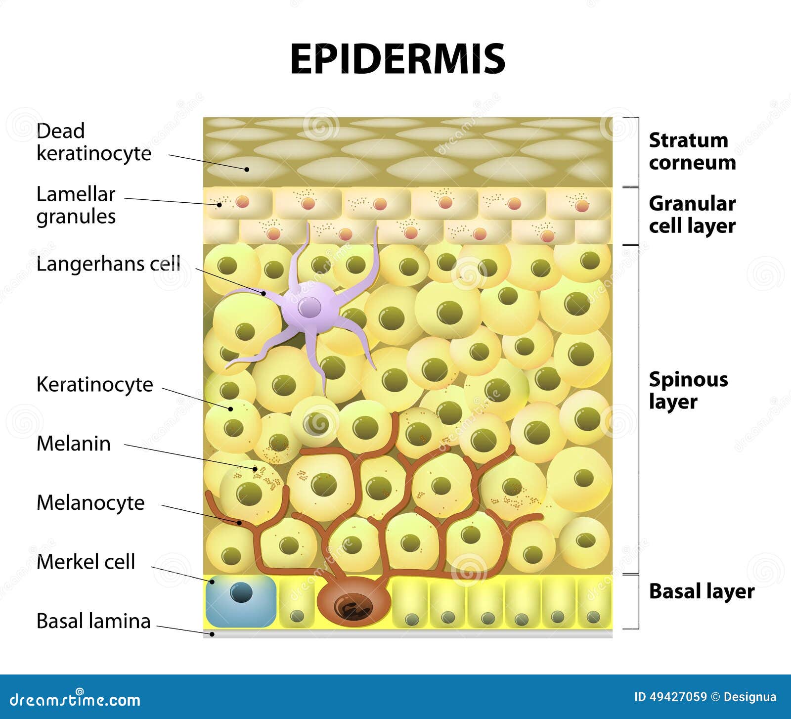 Cel in de epidermis vector illustratie. Illustration of besnoeiing ...