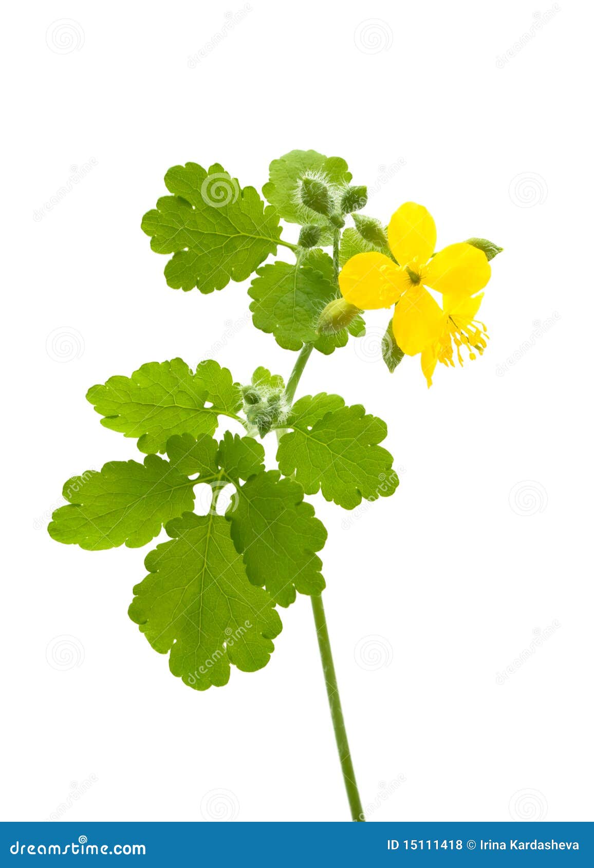 Celandine stock photo. Image of wild, plant, medicine - 15111418