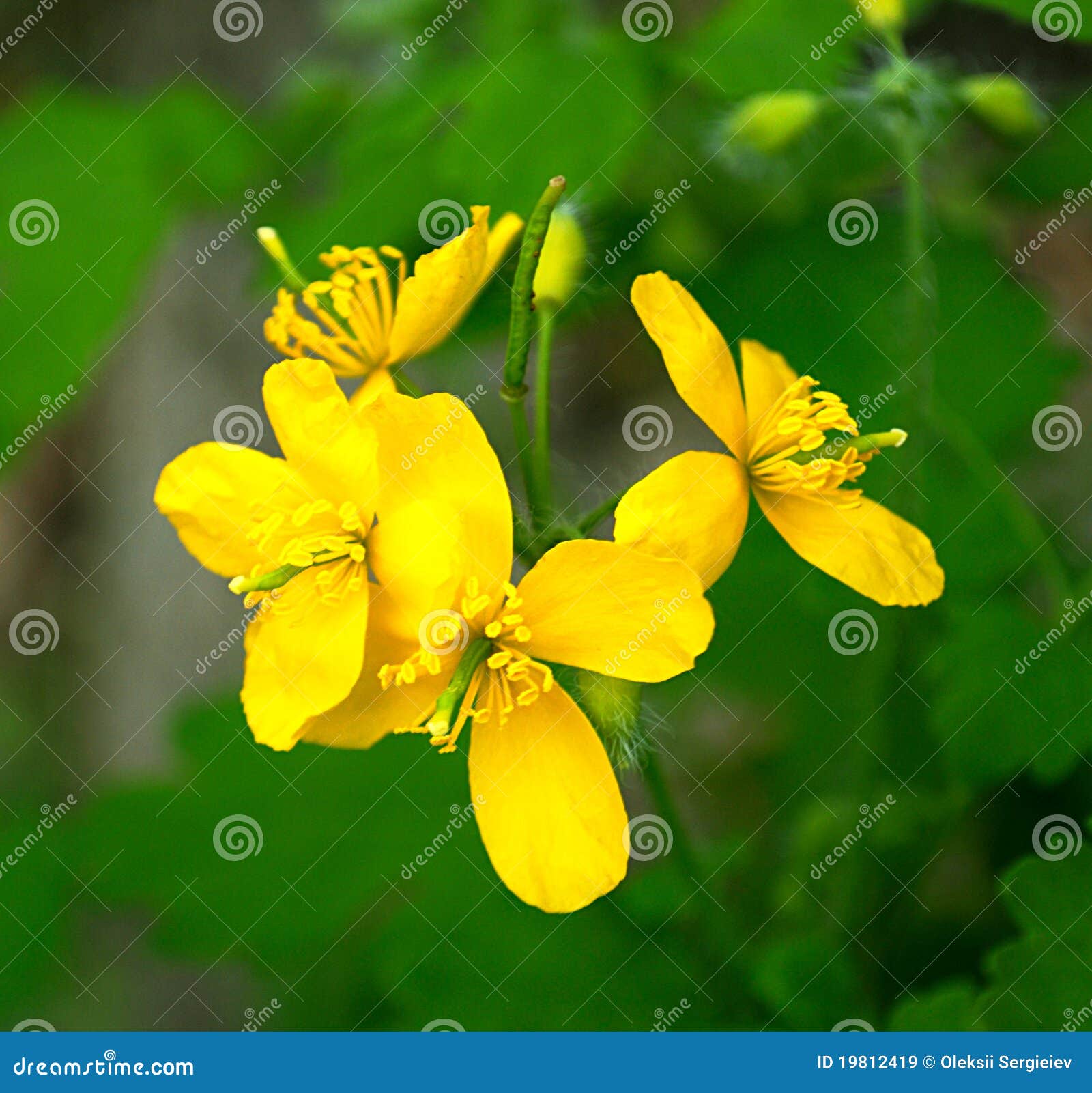Celandine flower stock image. Image of grass, beauty - 19812419