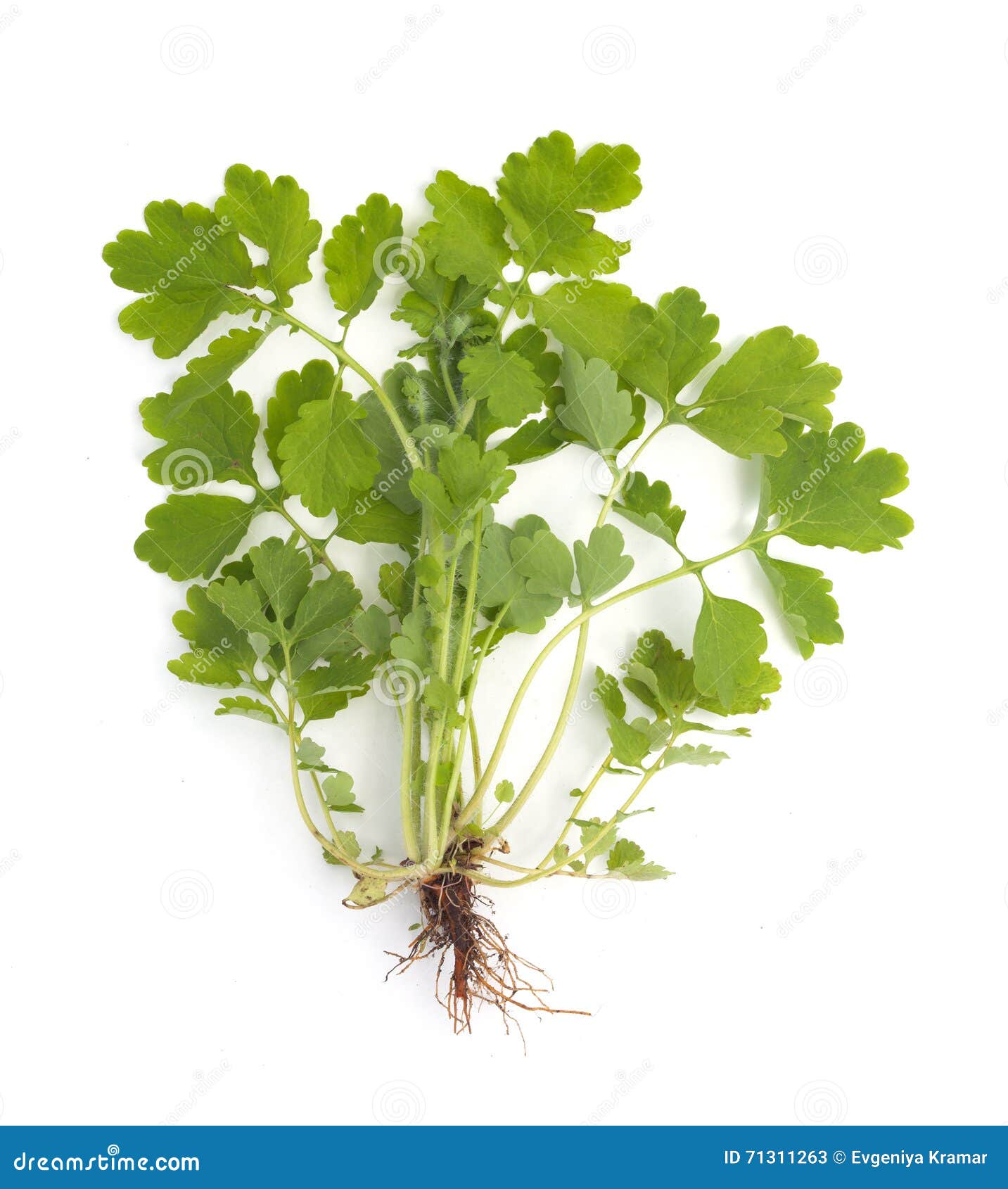 Celandine with roots stock image. Image of gold, medicinal - 71311263