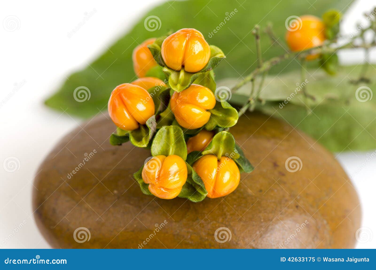 Celastrus Paniculatus Willd. Stock Image - Image of hydrotherapy, small ...