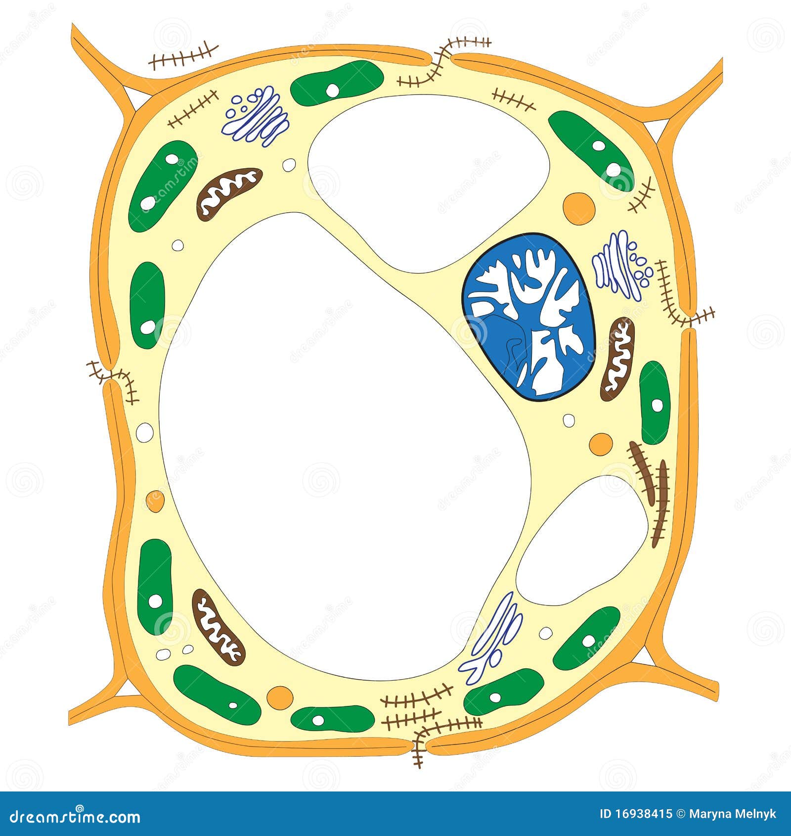 Celda de la planta ilustración del vector. Ilustración de scheme - 16938415