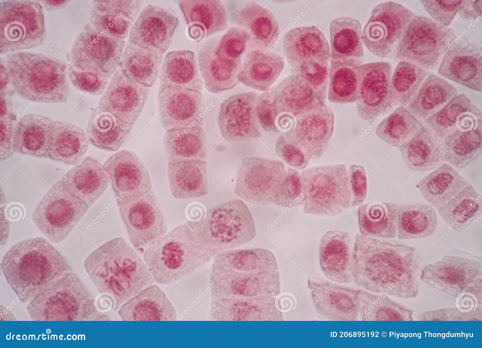 Celdeling En Celcyclus Onder De Microscoop. Stock Foto - Image of ...