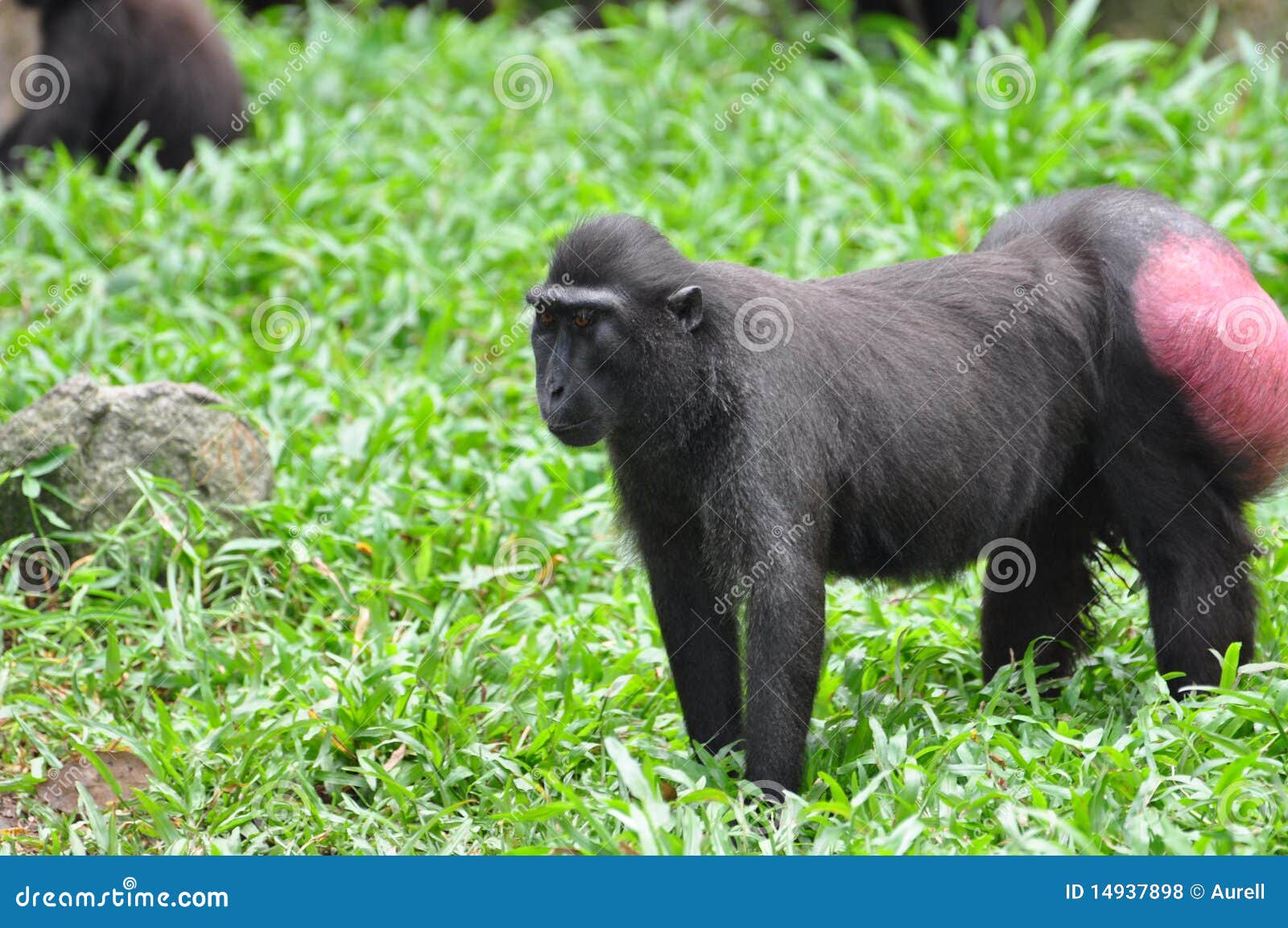Celebes Crested le macaque photo stock. Image du habitant - 14937898