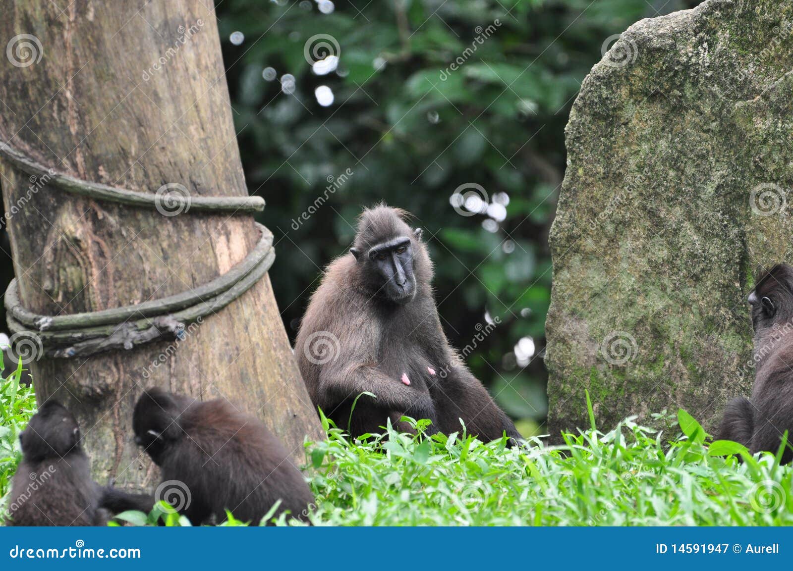 Celebes Crested macaque stock image. Image of group, crested - 14591947