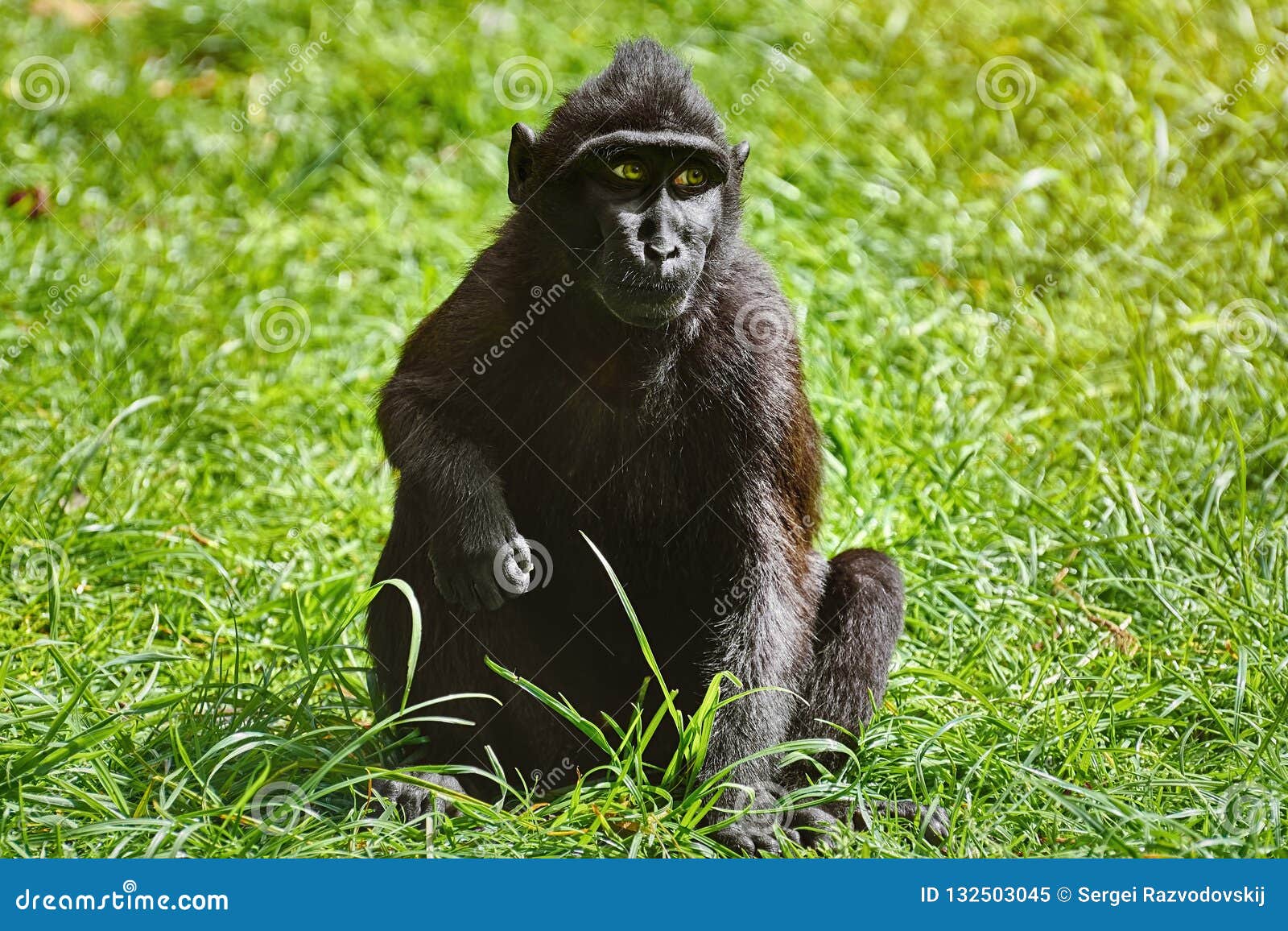 Celebes Crested Macaque stock image. Image of monkey - 132503045