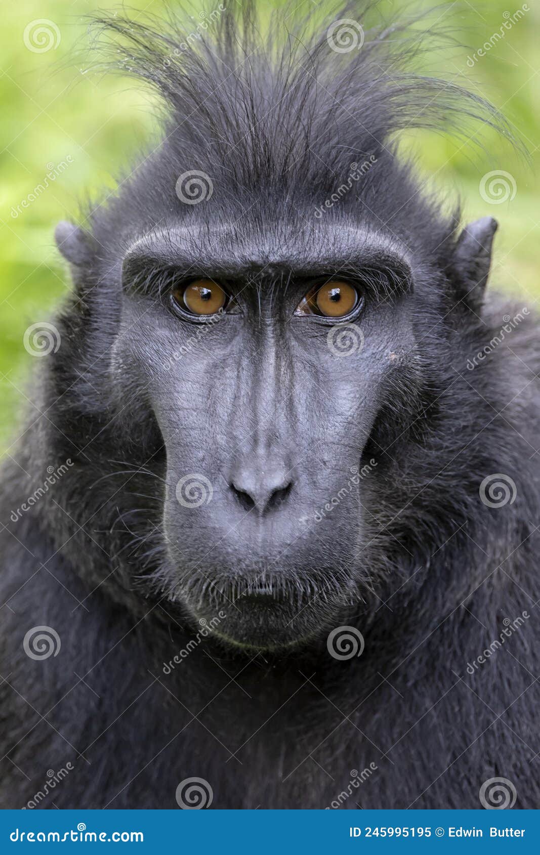 Celebes crested macaque stock image. Image of white - 245995195