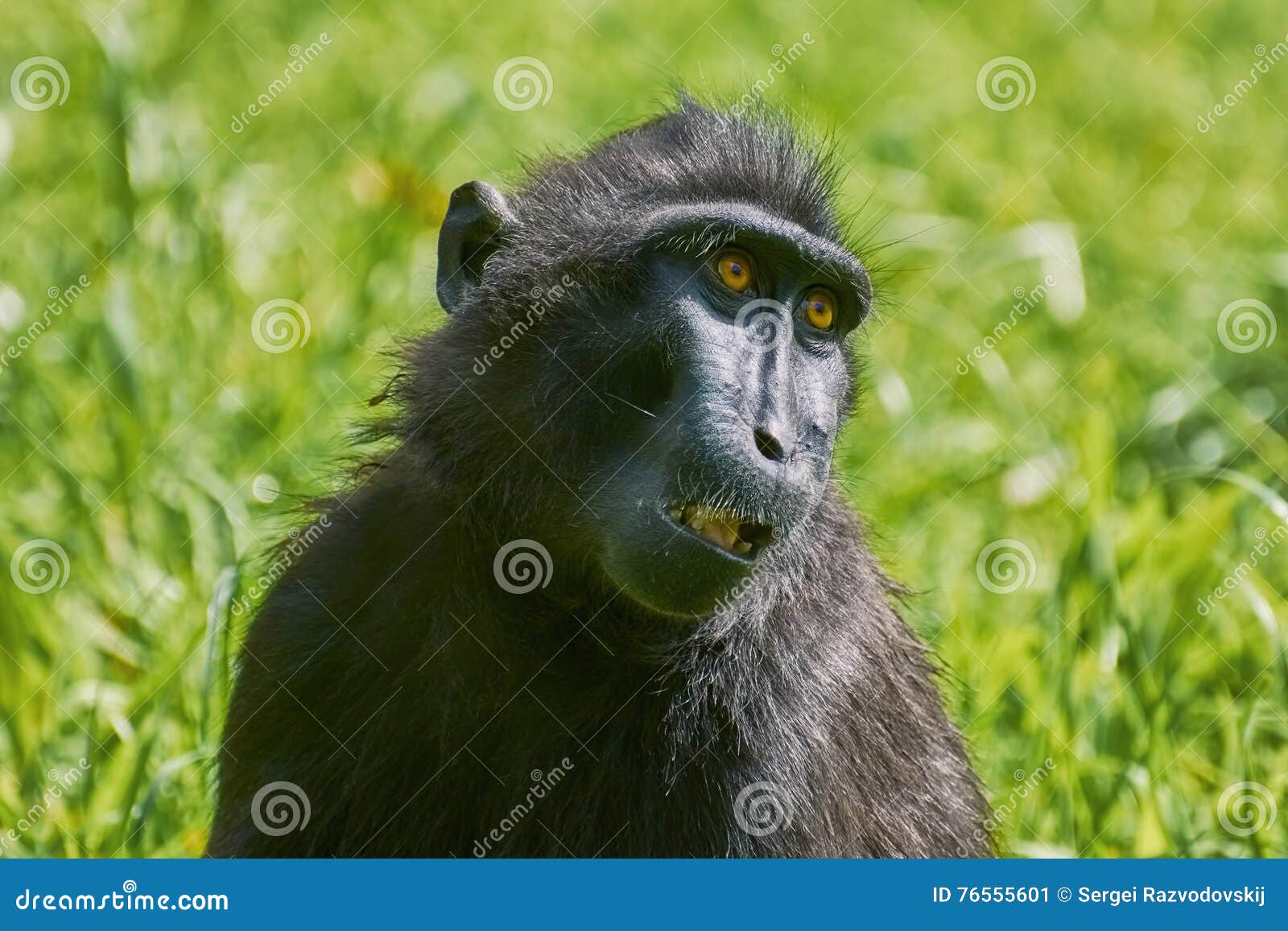 Celebes Crested Macaque stock image. Image of portrait - 76555601