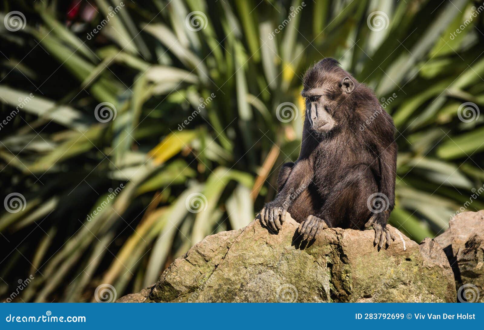 Monkey Vibes Stock Photos - Free & Royalty-Free Stock Photos from ...