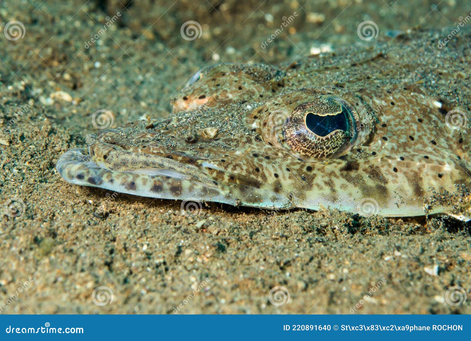 Flathead Fish Stock Photo | CartoonDealer.com #86055294