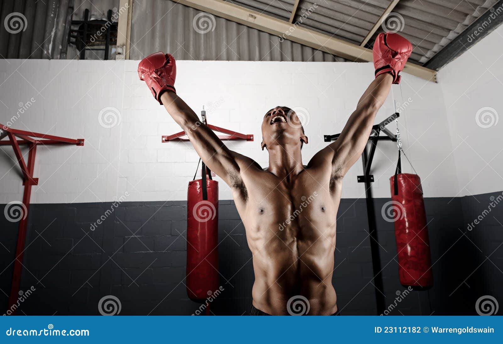 Celebrating boxer stock photo. Image of physical, athletic - 23112182