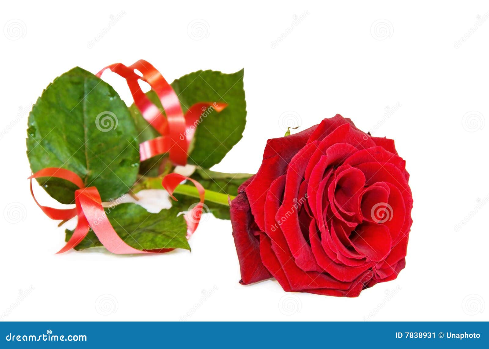 Celebrating Love - Single Red Rose Over White Stock Image - Image of ...
