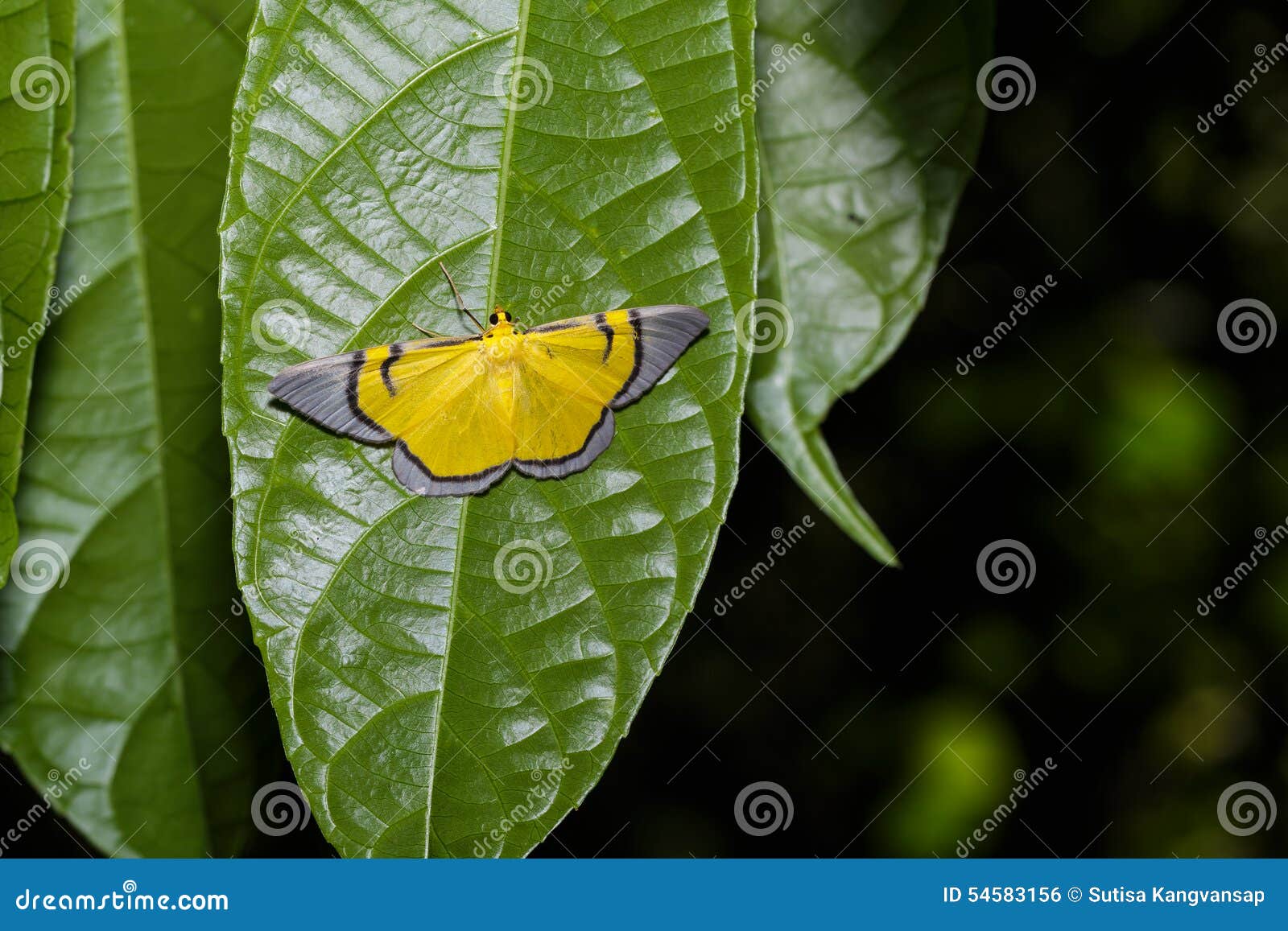 Celerena Signata Moth Hanging Under Leaf Stock Photo - Image of ...