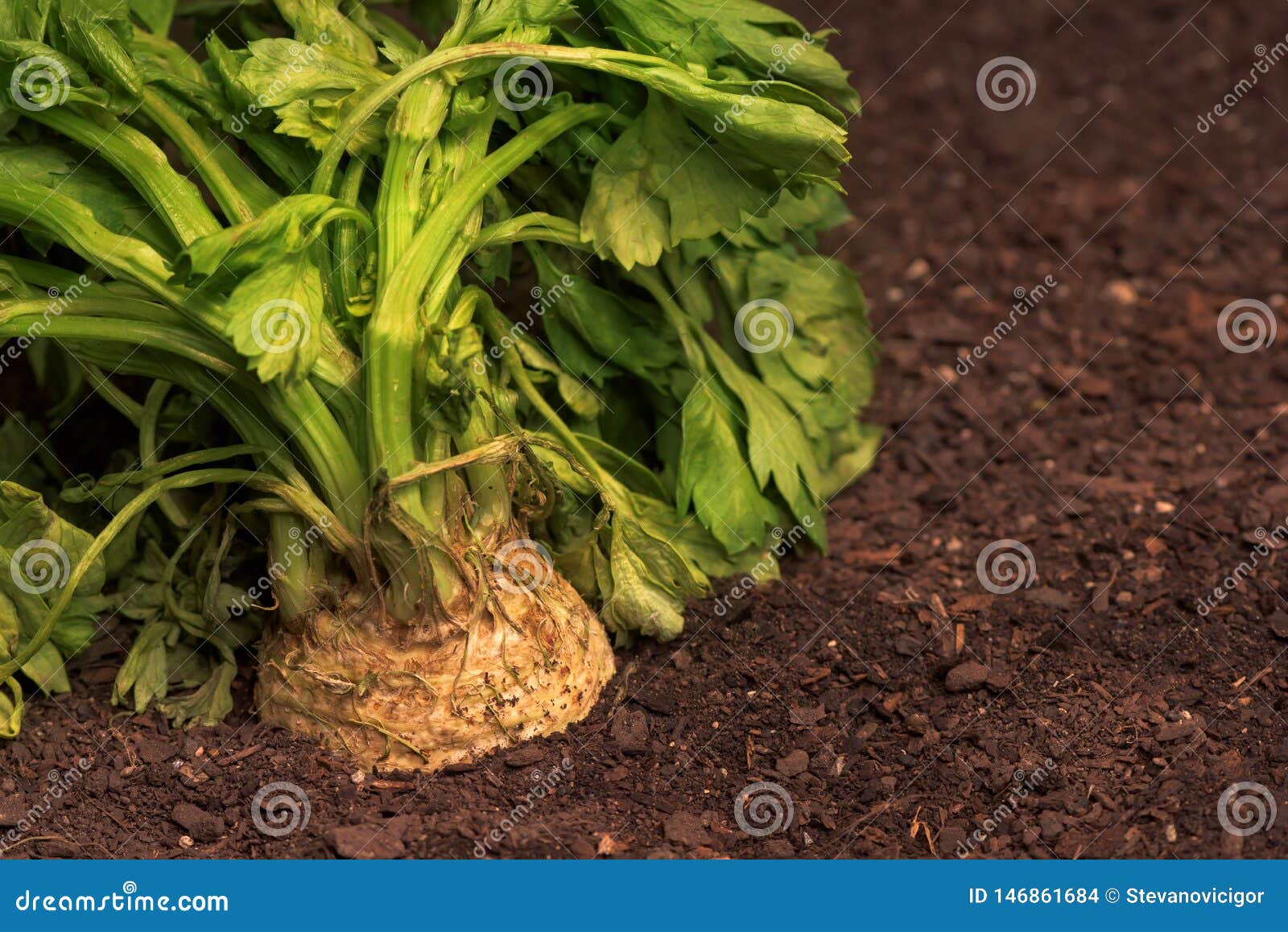 Celeriac or Celery Root in Ground in Vegetable Garden Stock Photo ...