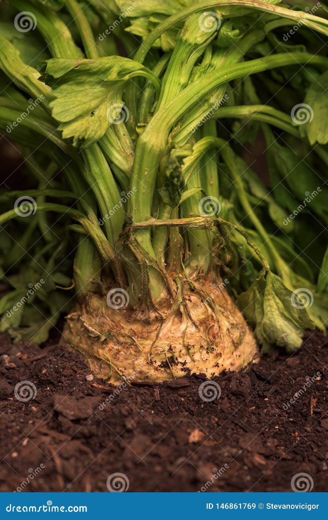 Celeriac or Celery Root in Ground in Vegetable Garden Stock Image ...