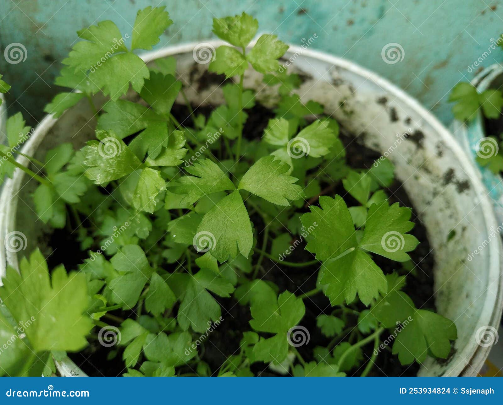 Celeriac are Small in the Ground Also Called Celery Root Stock Photo ...