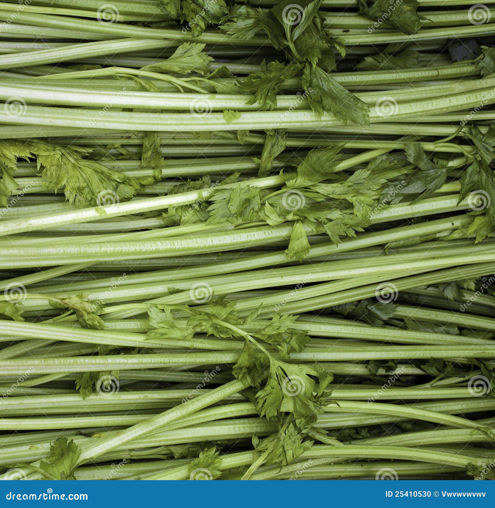 Celeries stock photo. Image of healthy, vegetable, trade - 25410530