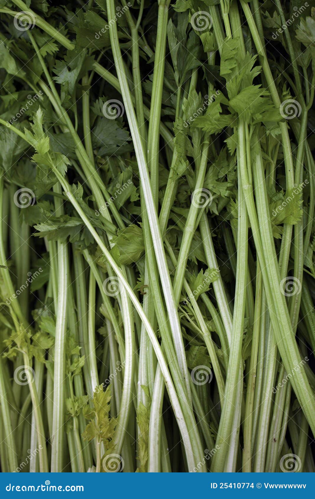 Celeries stock photo. Image of sale, trade, healthy, vegetable - 25410774