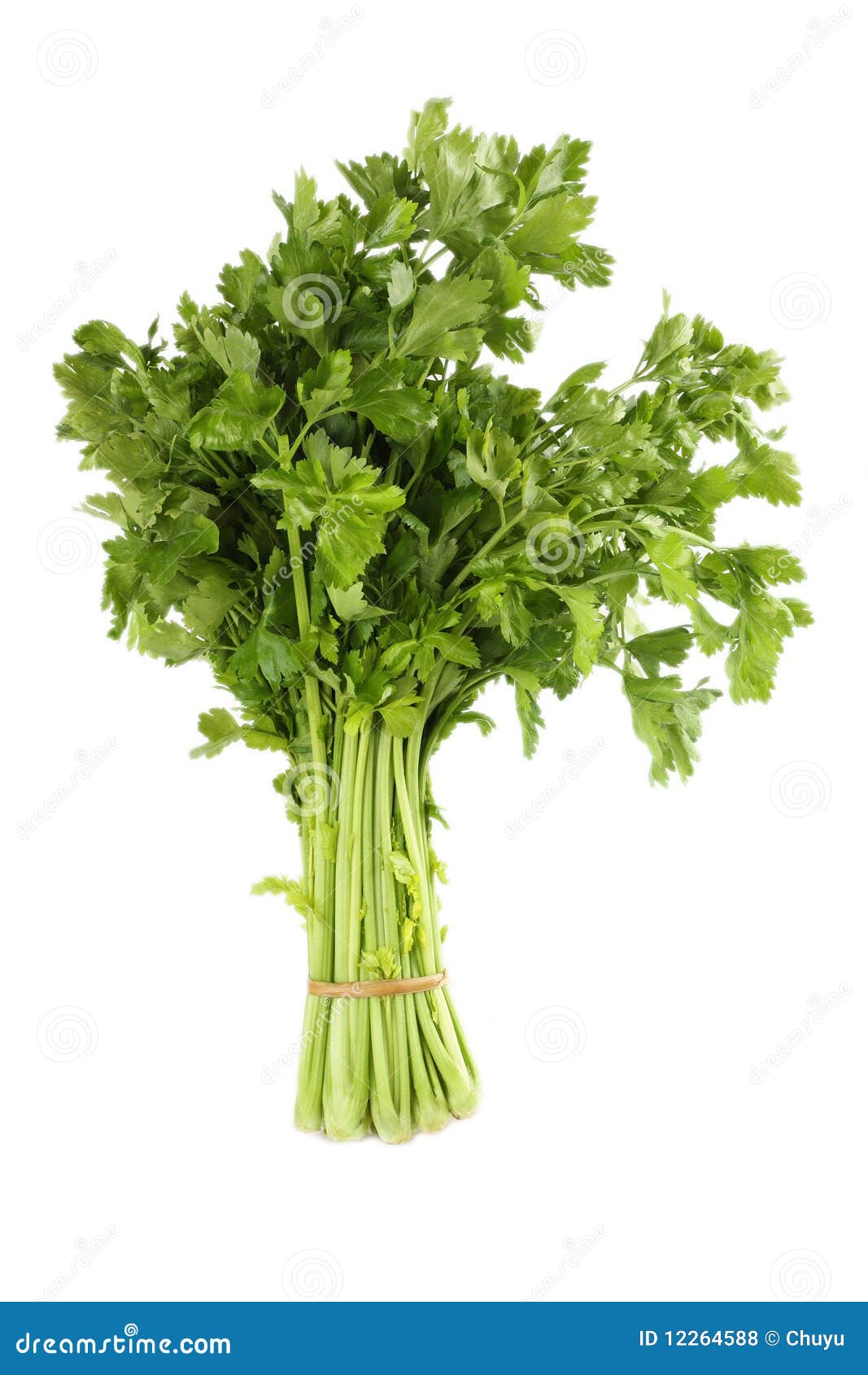 Celery stock photo. Image of freshness, culinary, delicious - 12264588