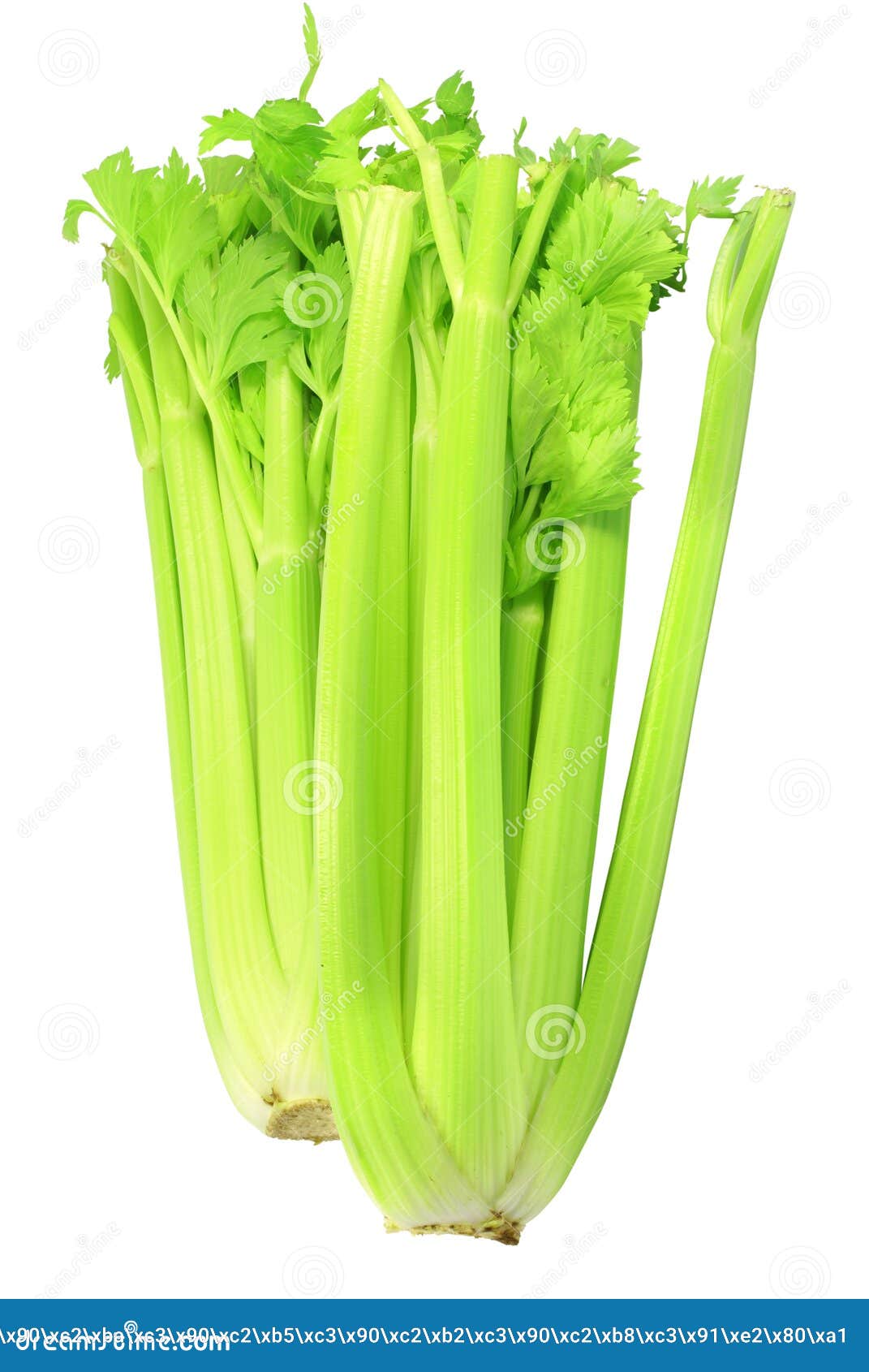 Celery stock photo. Image of nutrition, healthy, color - 13238318