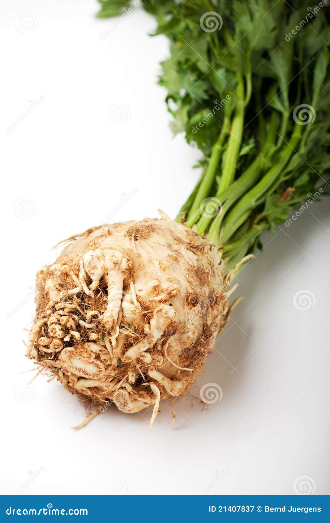 Celery stock image. Image of turnip, vegetable, closeup - 21407837