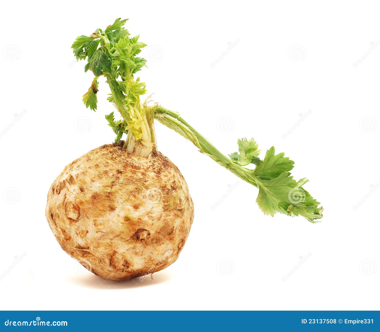 Celery stock photo. Image of nutrition, marsh, food, bulb - 23137508