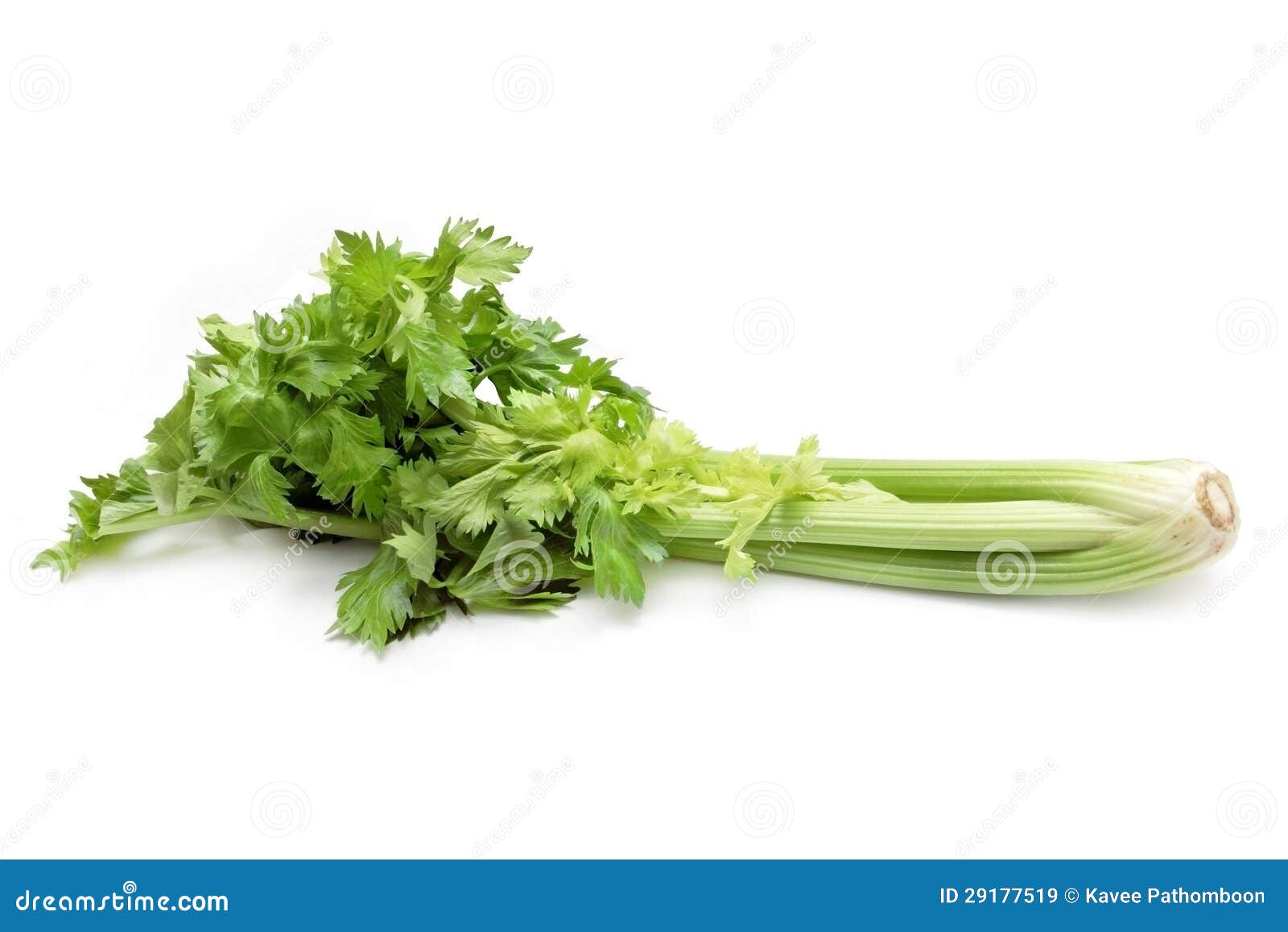 Celery stock image. Image of agriculture, food, kitchen - 29177519