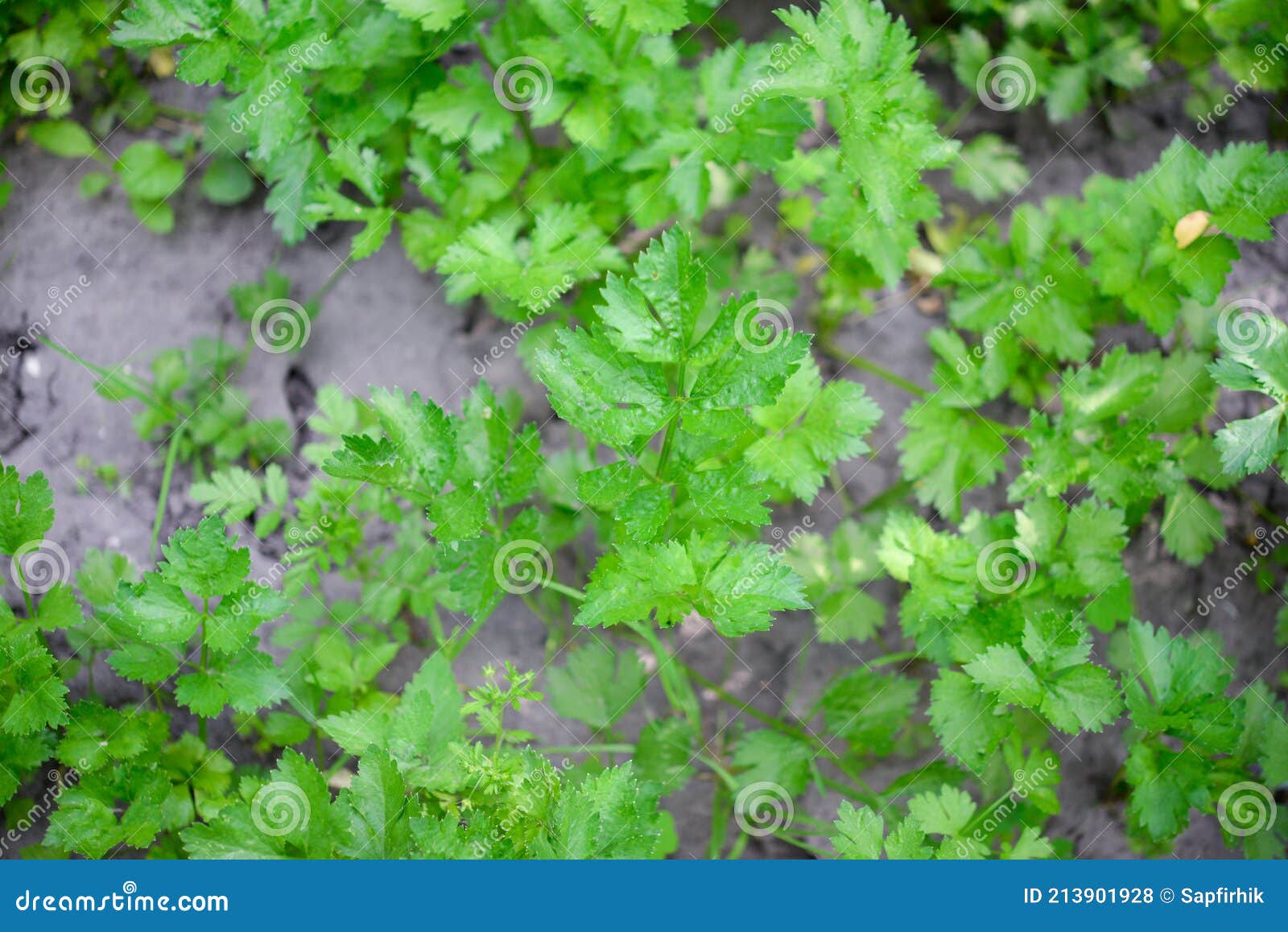 Celery Apium graveolens stock photo. Image of flora - 213901928