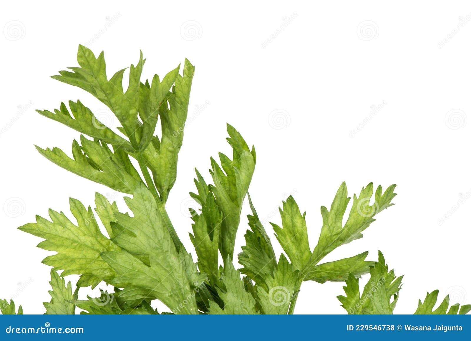 Celery Branch Green Leaves Isolated on White Background Stock Photo ...