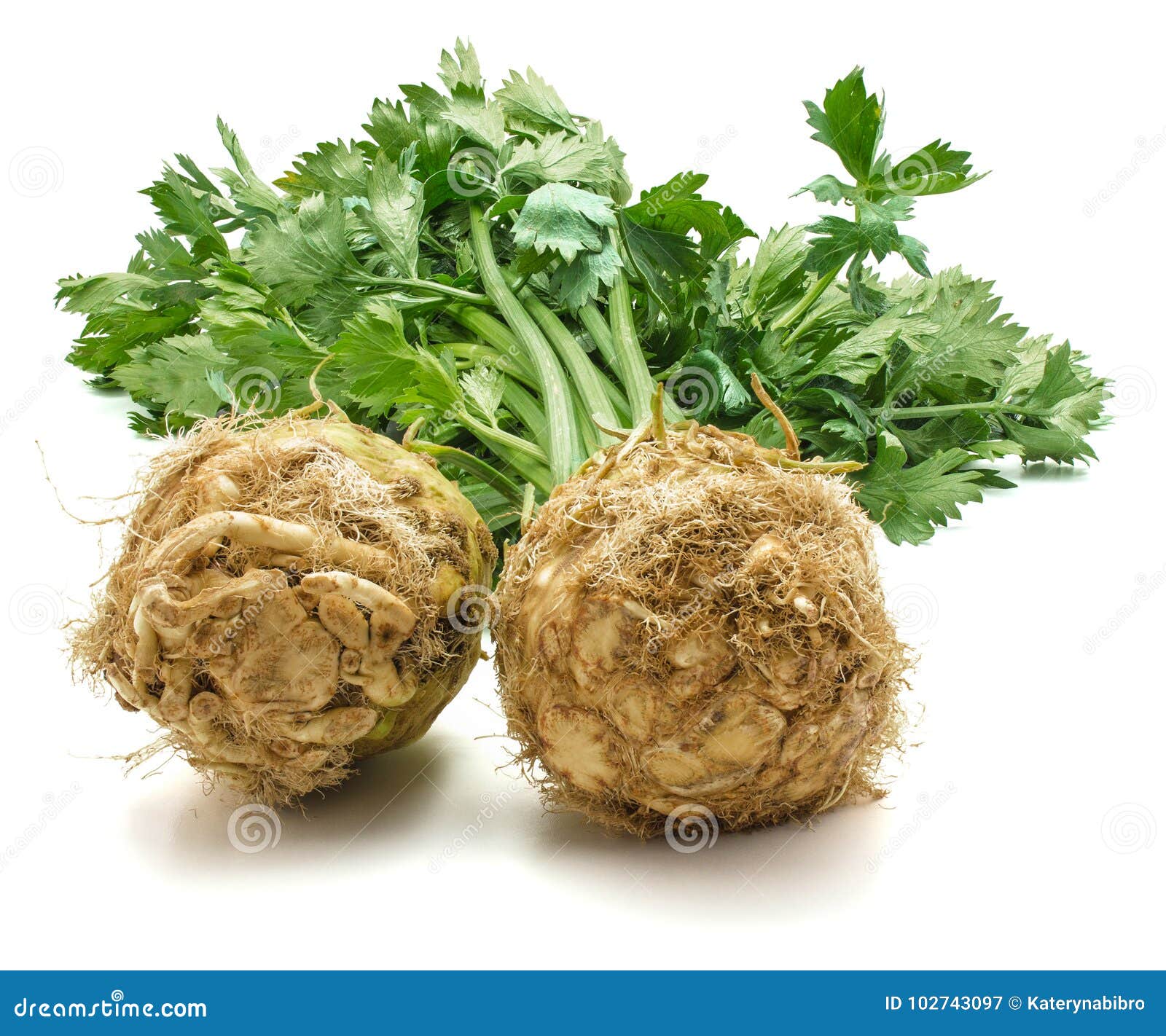 Celery stock image. Image of brown, large, long, fibrous - 102743097