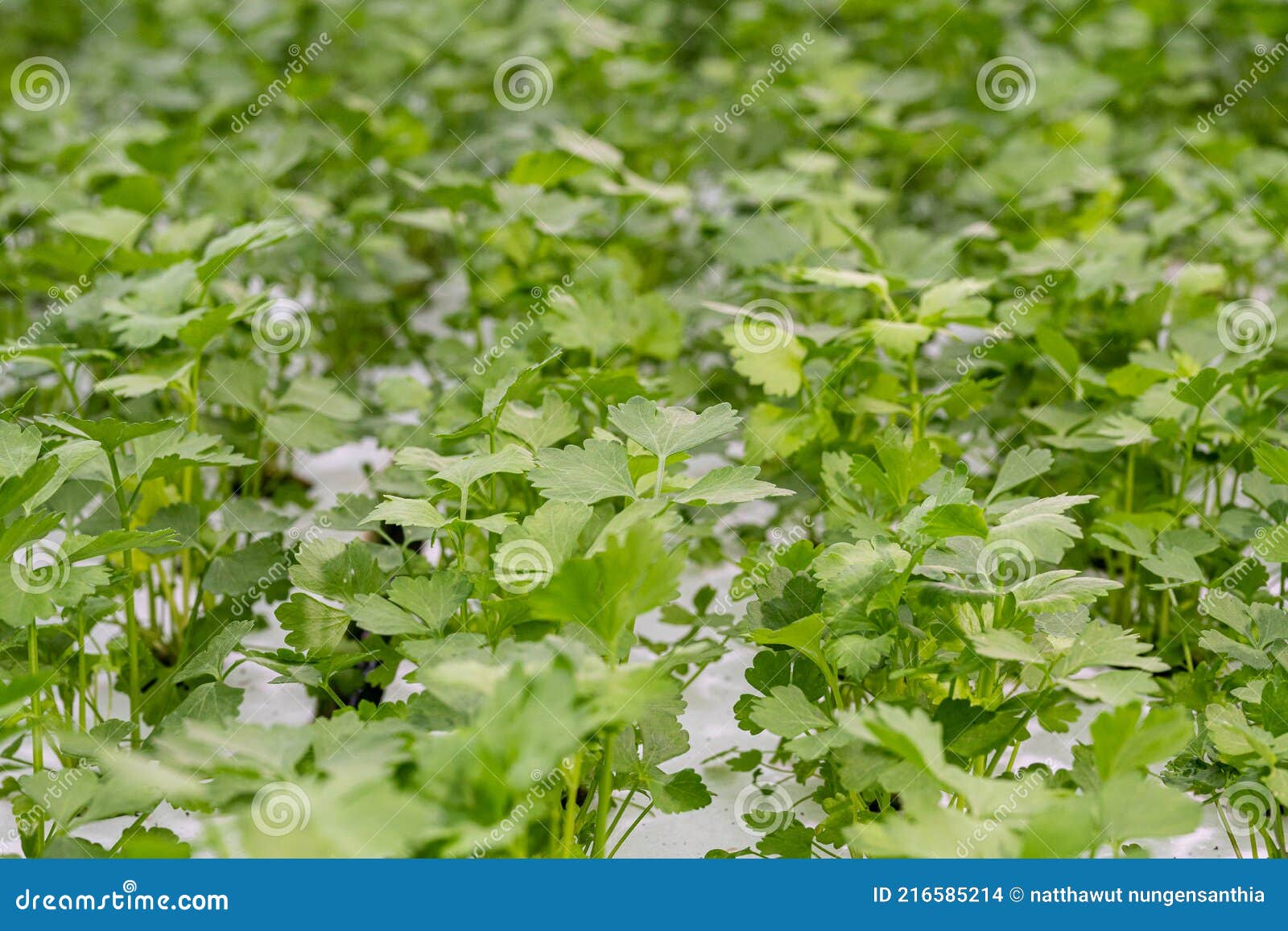 Celery is Growing Beautifully in a Hydroponic System Stock Photo ...