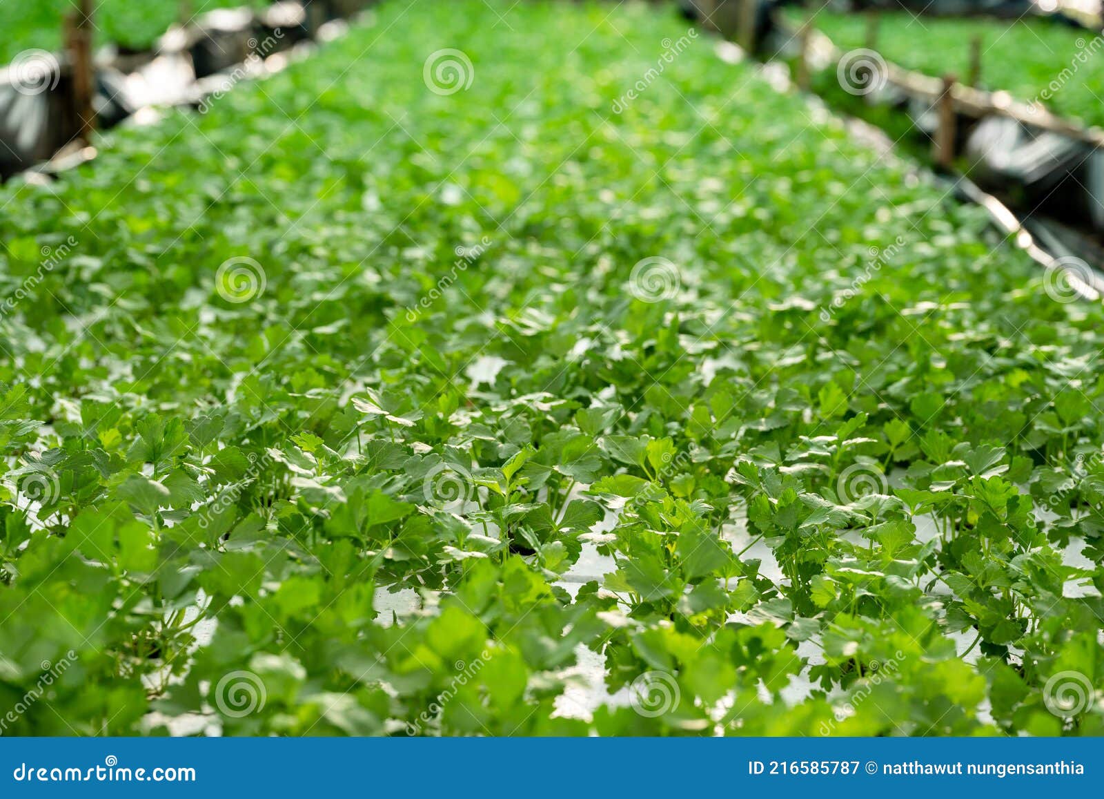 Celery is Growing Beautifully in a Hydroponic System Stock Image ...
