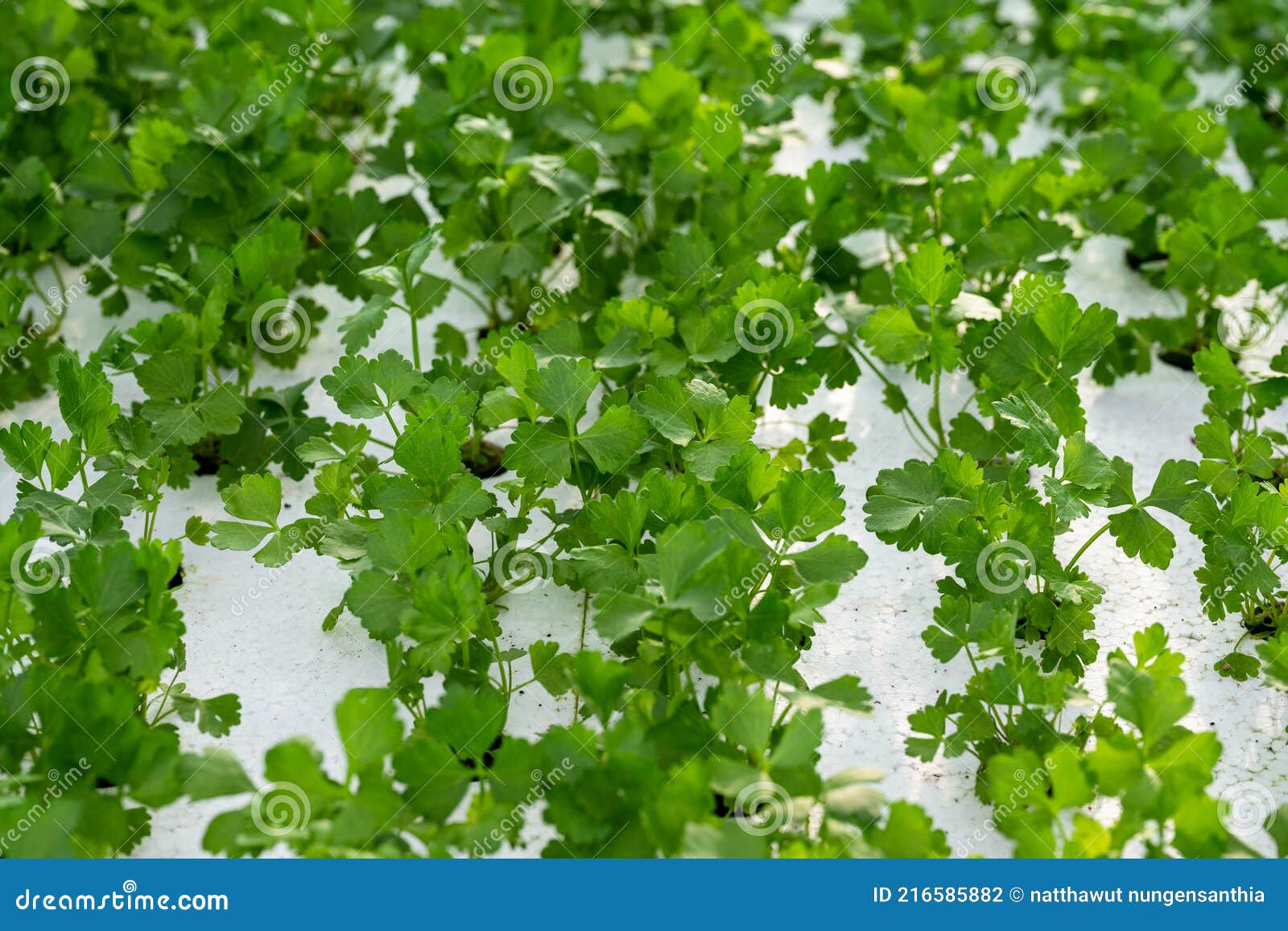Celery is Growing Beautifully in a Hydroponic System Stock Photo ...