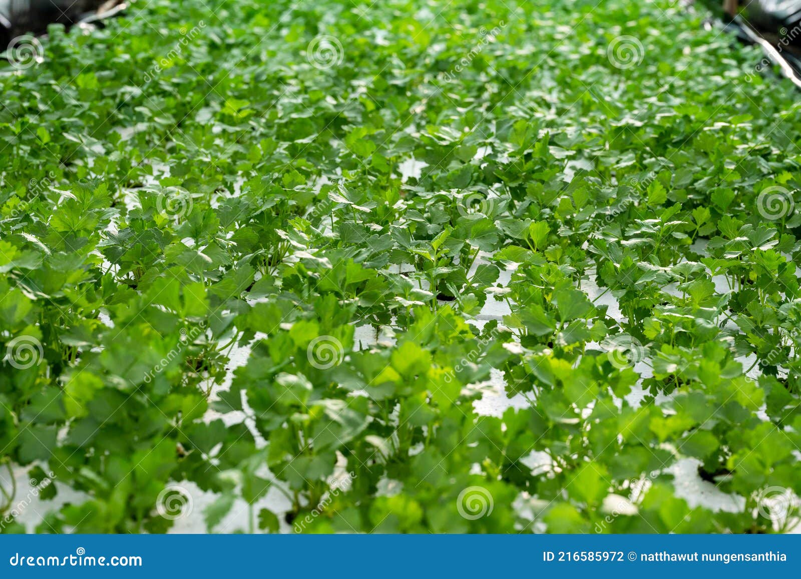 Celery is Growing Beautifully in a Hydroponic System Stock Photo ...