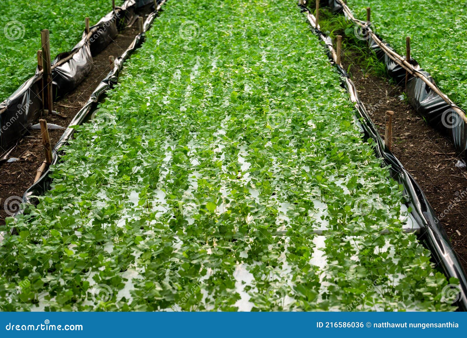 Celery is Growing Beautifully in a Hydroponic System Stock Photo ...