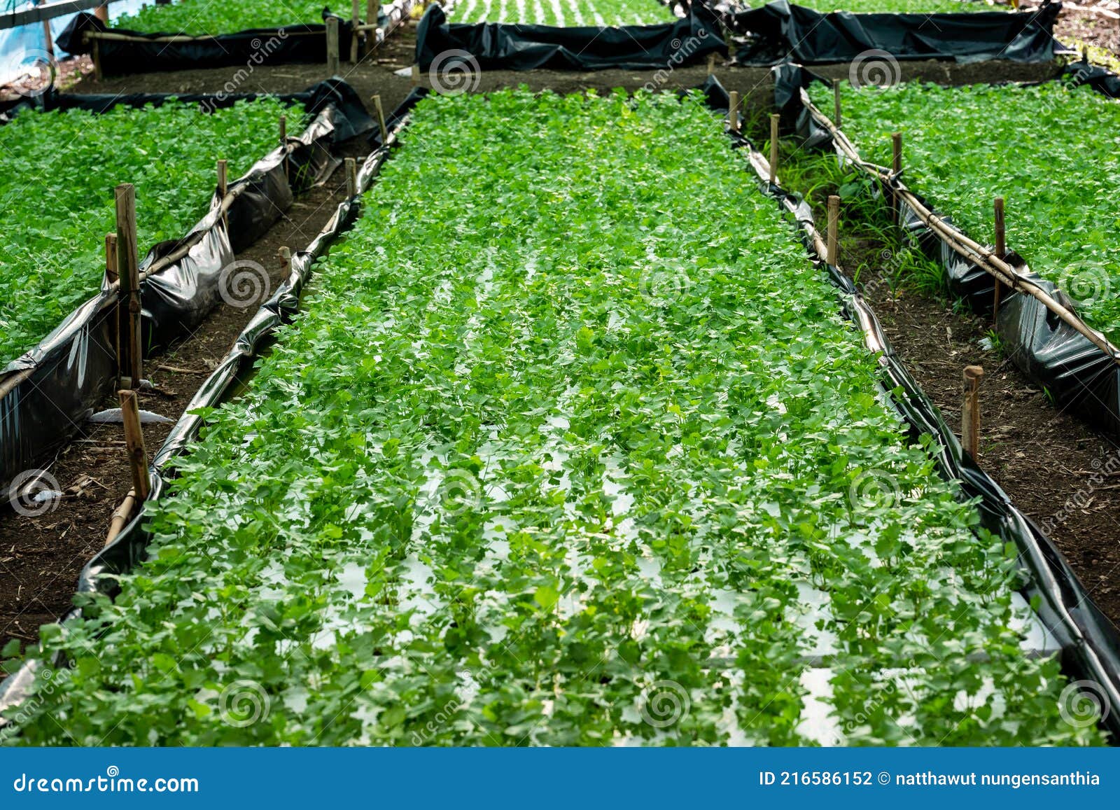 Celery is Growing Beautifully in a Hydroponic System Stock Photo ...