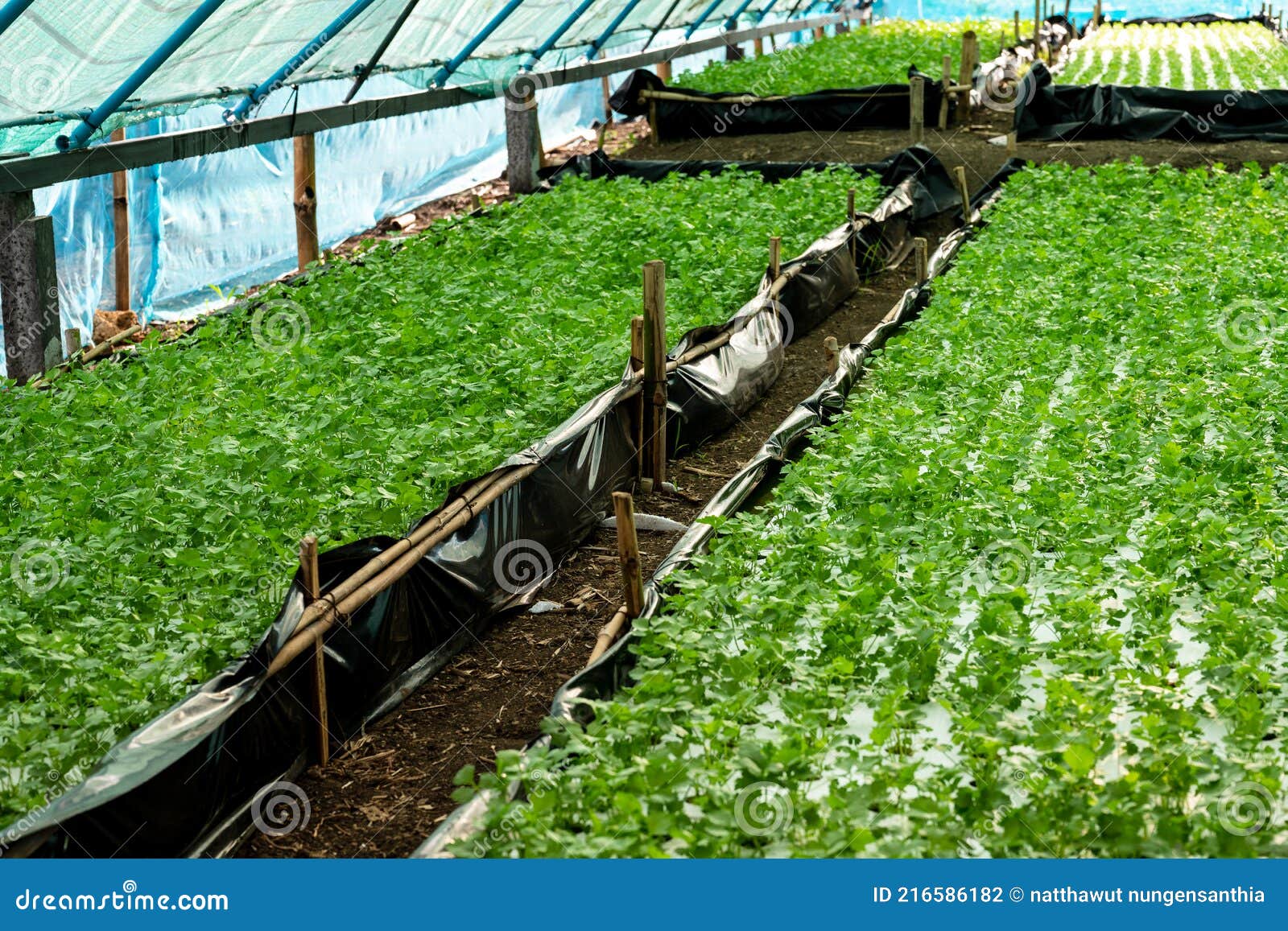 Celery is Growing Beautifully in a Hydroponic System Stock Photo ...