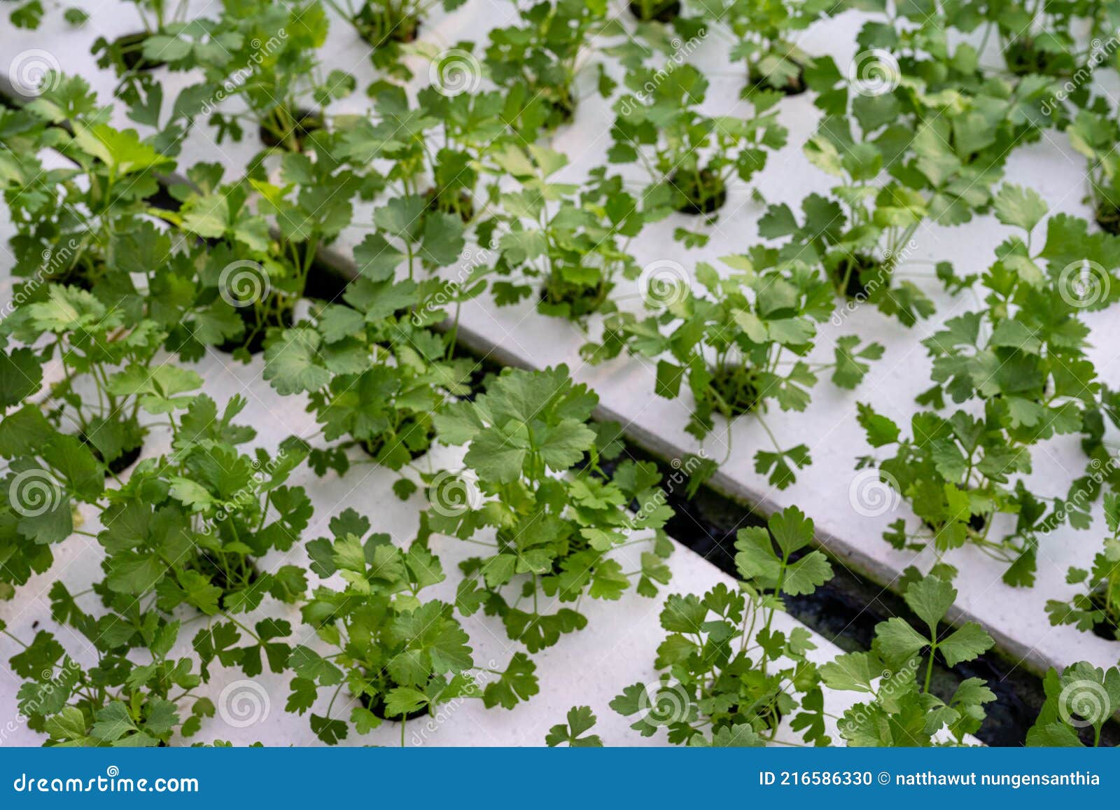 Celery is Growing Beautifully in a Hydroponic System Stock Photo ...