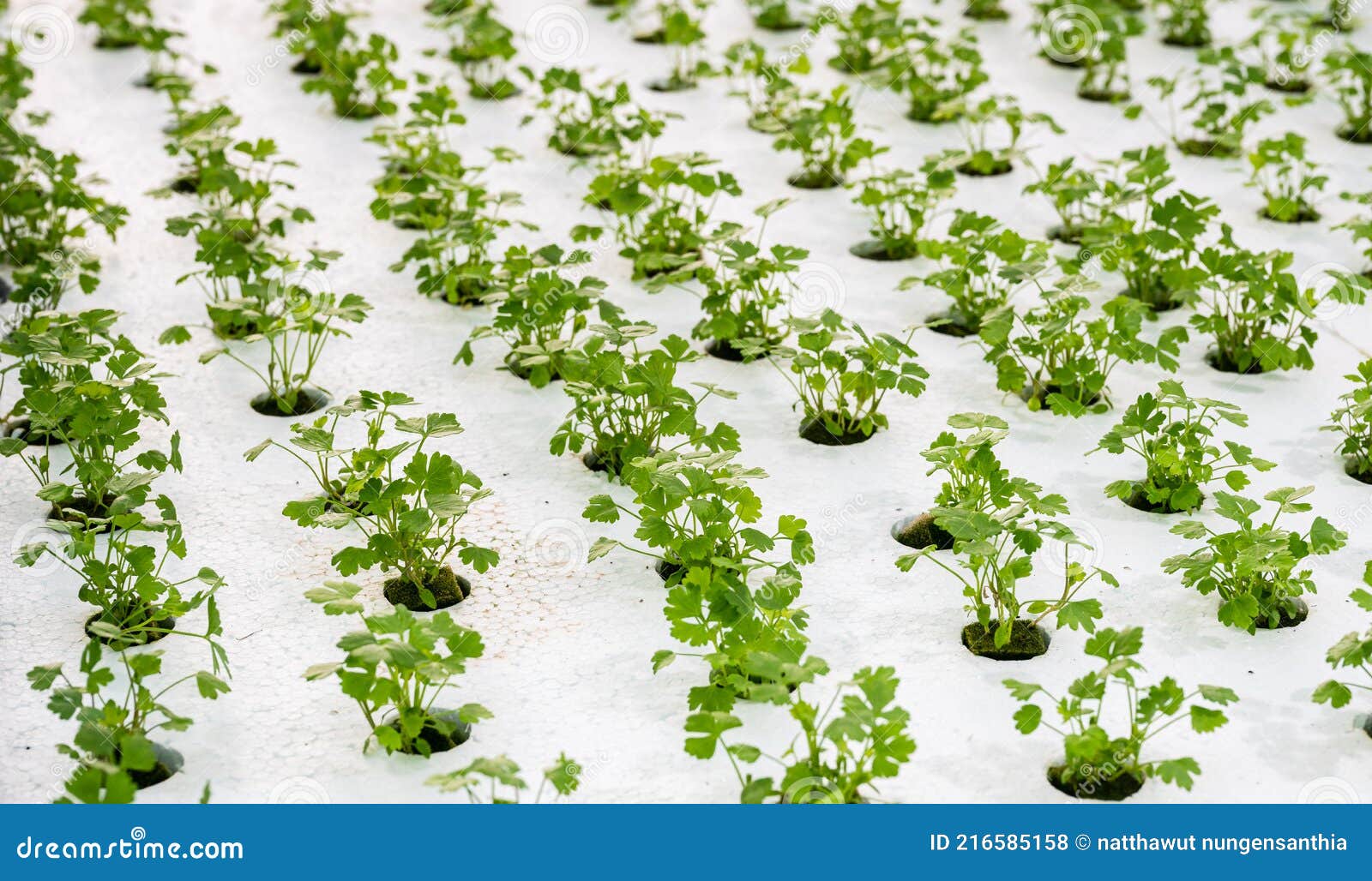 Celery Growing in Hydroponic System Stock Photo - Image of health ...