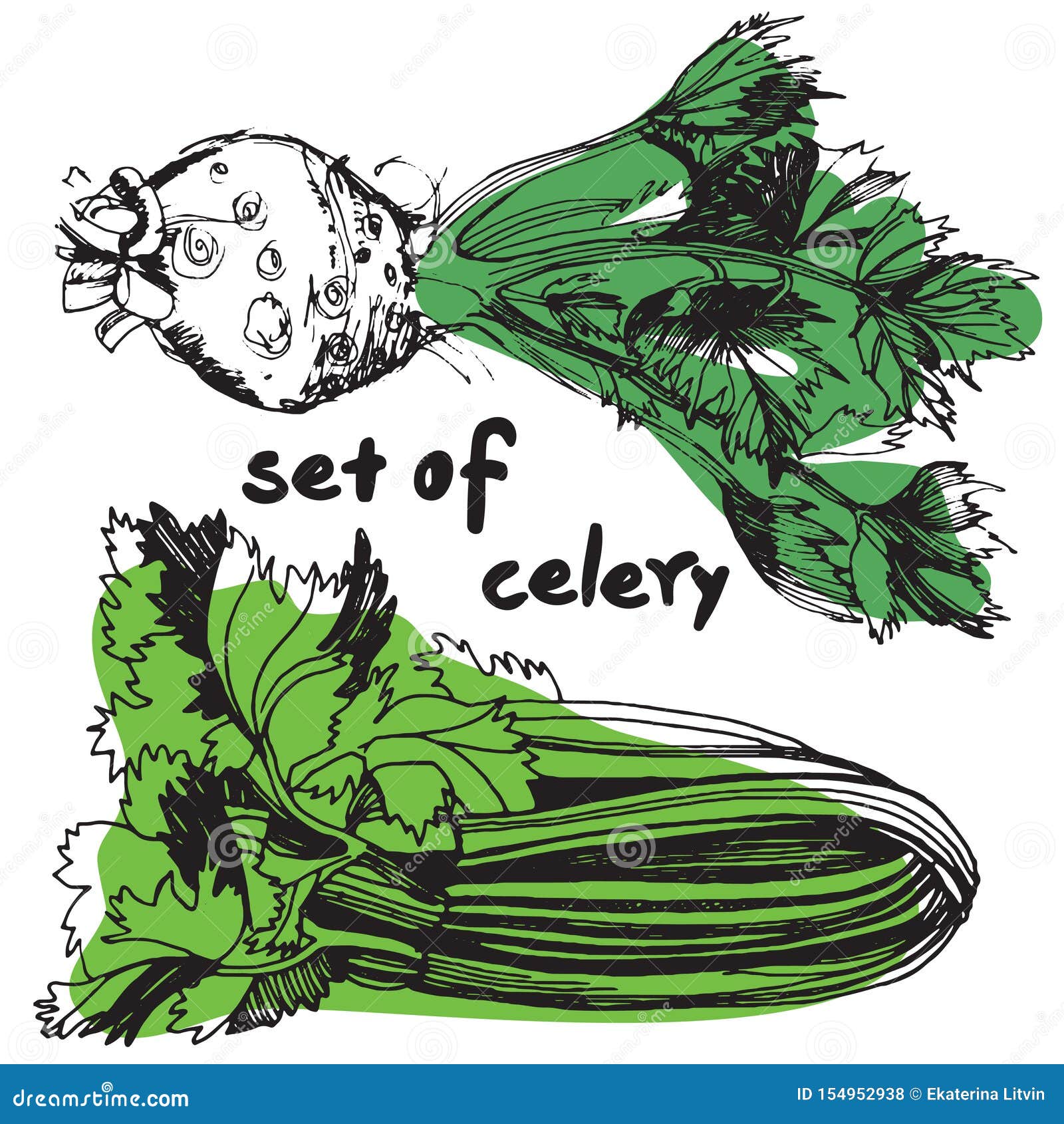 Celery Hand Drawn Vector Illustration Set Isolated Vegetable Engraved