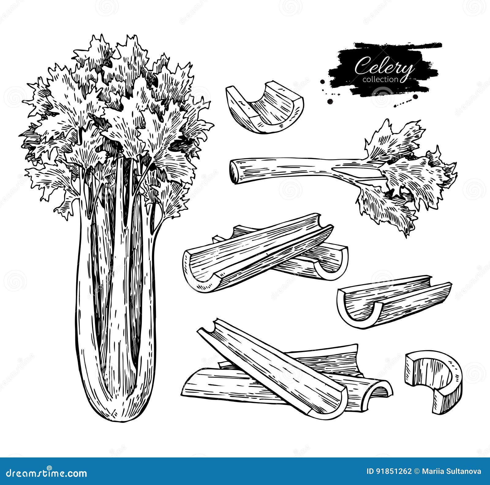 Celery Hand Drawn Vector Illustration Set Isolated Vegetable Engraved