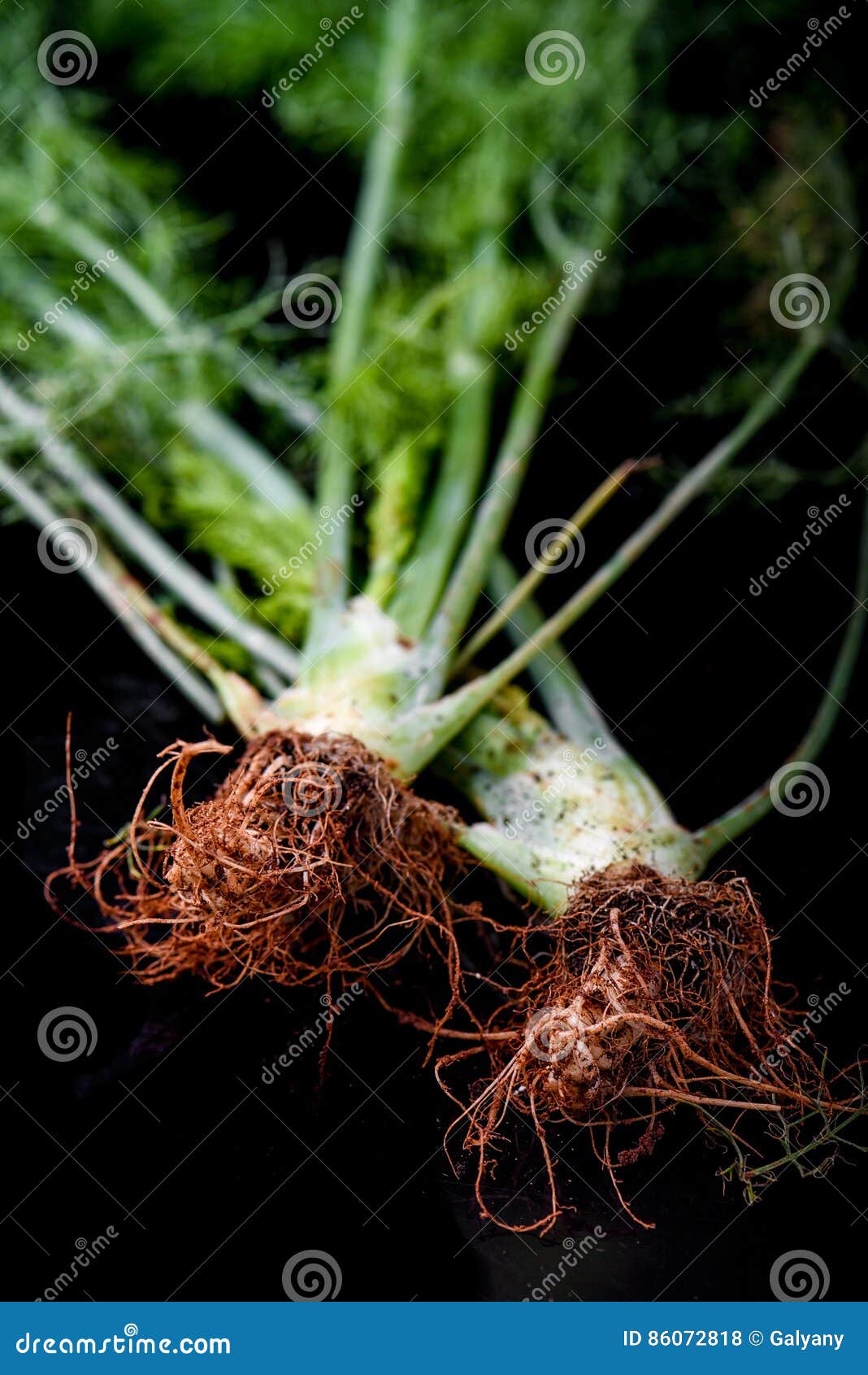 Celery head stock photo. Image of celery, closeup, ingredients - 86072818