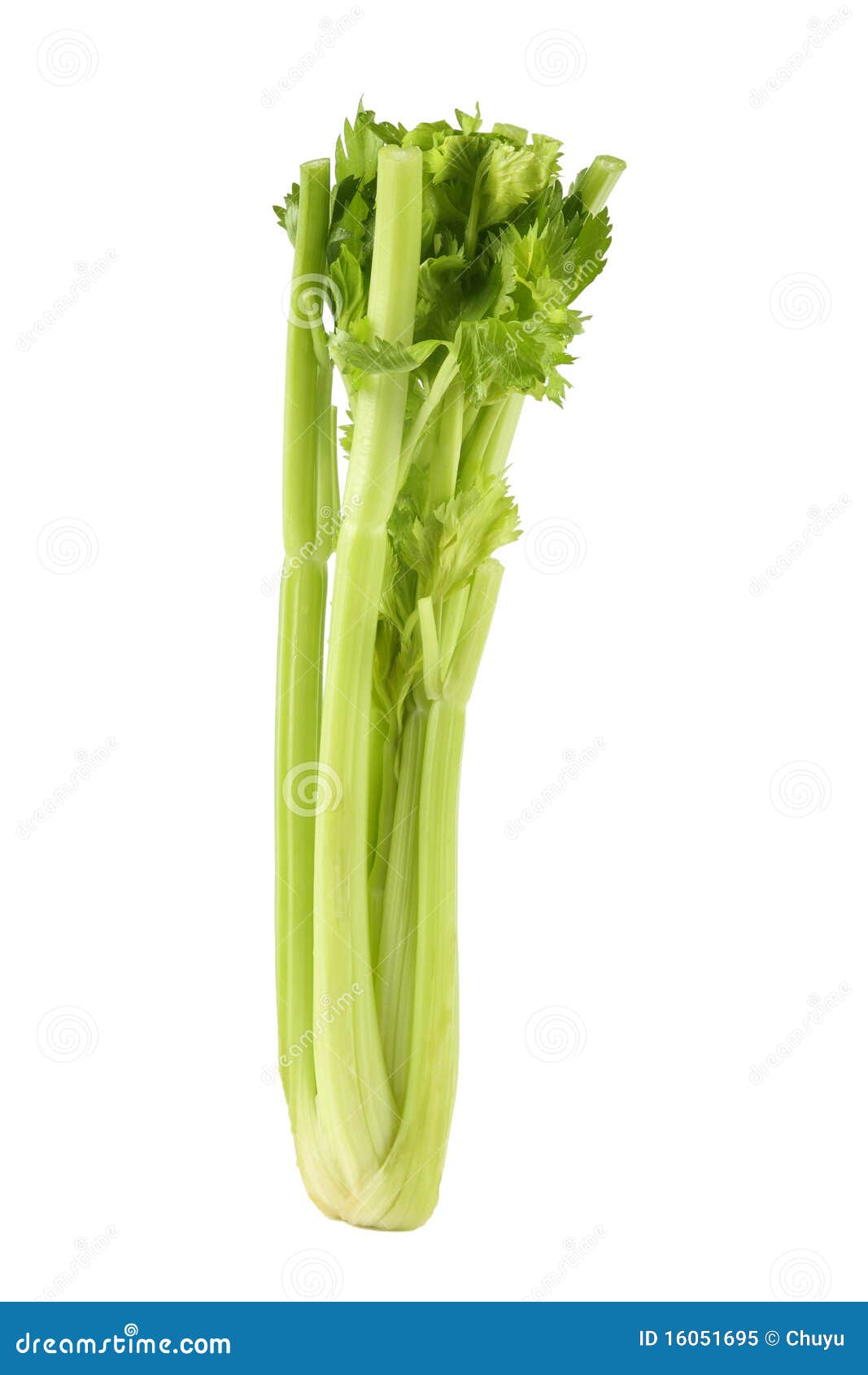 Celery isolated stock image. Image of healthy, agriculture - 16051695