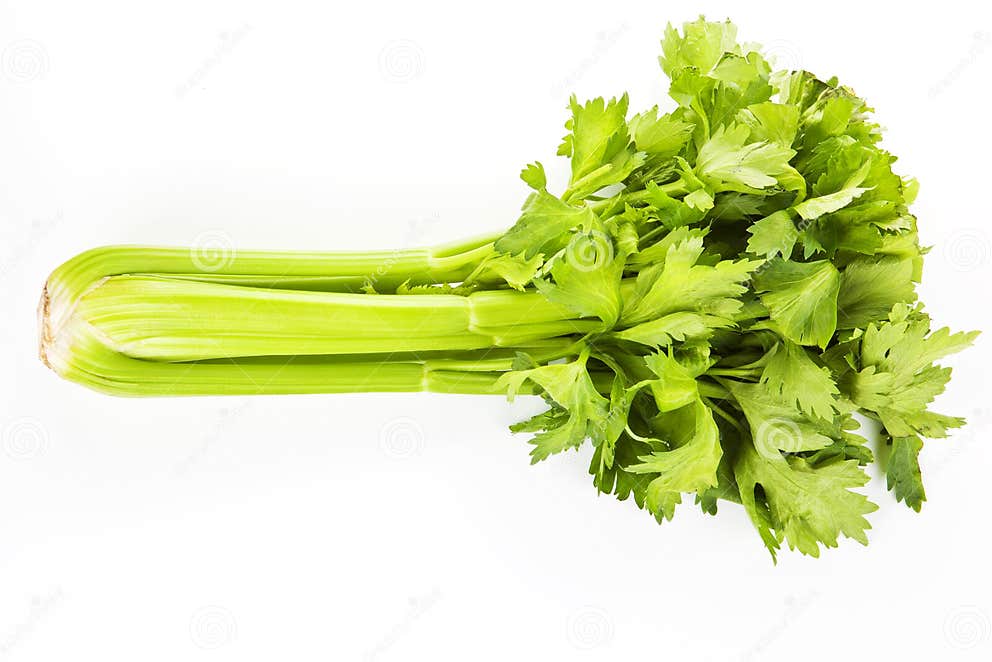 Celery isolated. stock photo. Image of vegetable, studio - 20151562