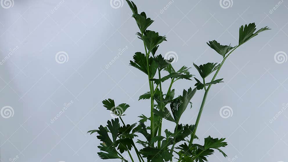Celery Tree Leaves Planted in Polybags Stock Photo - Image of flower ...