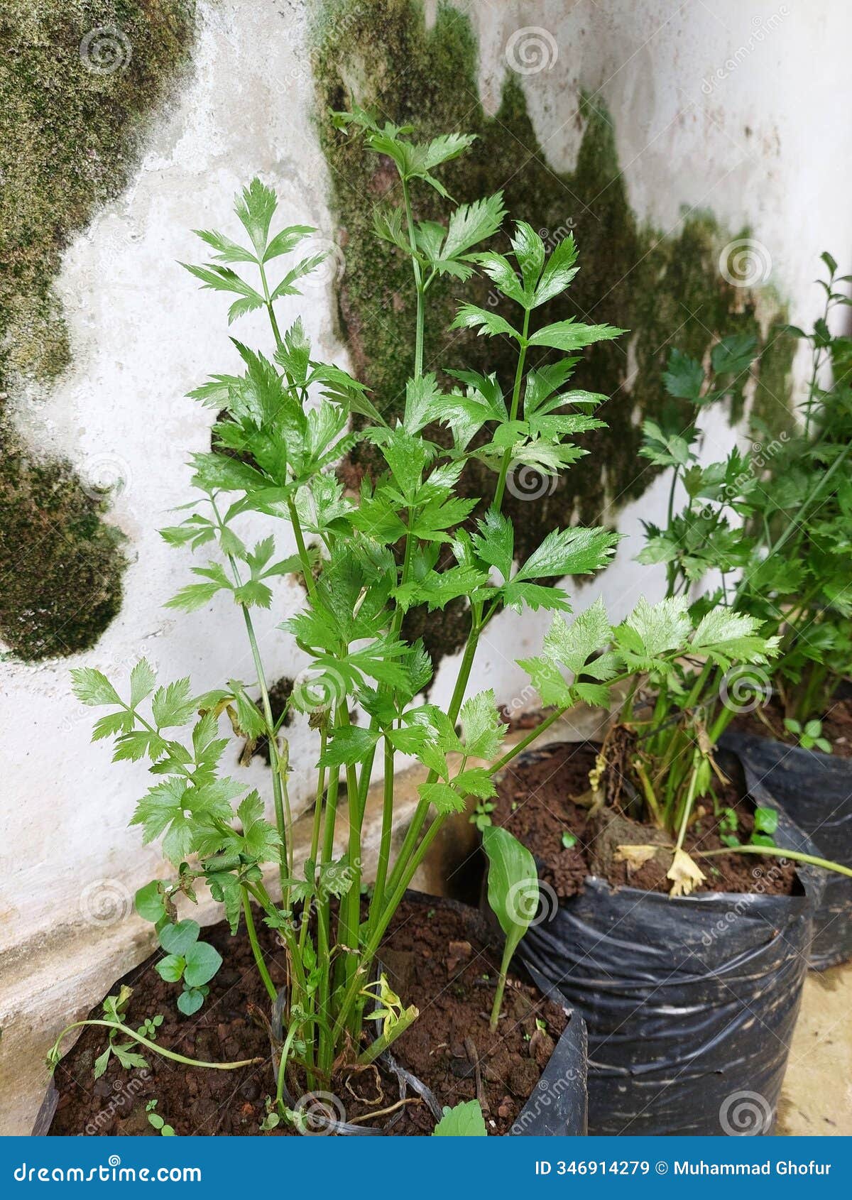 Celery Plant Apium Graveolens L Stock Image - Image of apium, nature ...