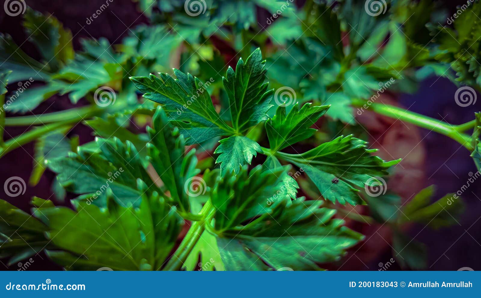 Celery Plants that Thrive in Pots. Stock Image - Image of pots, green ...