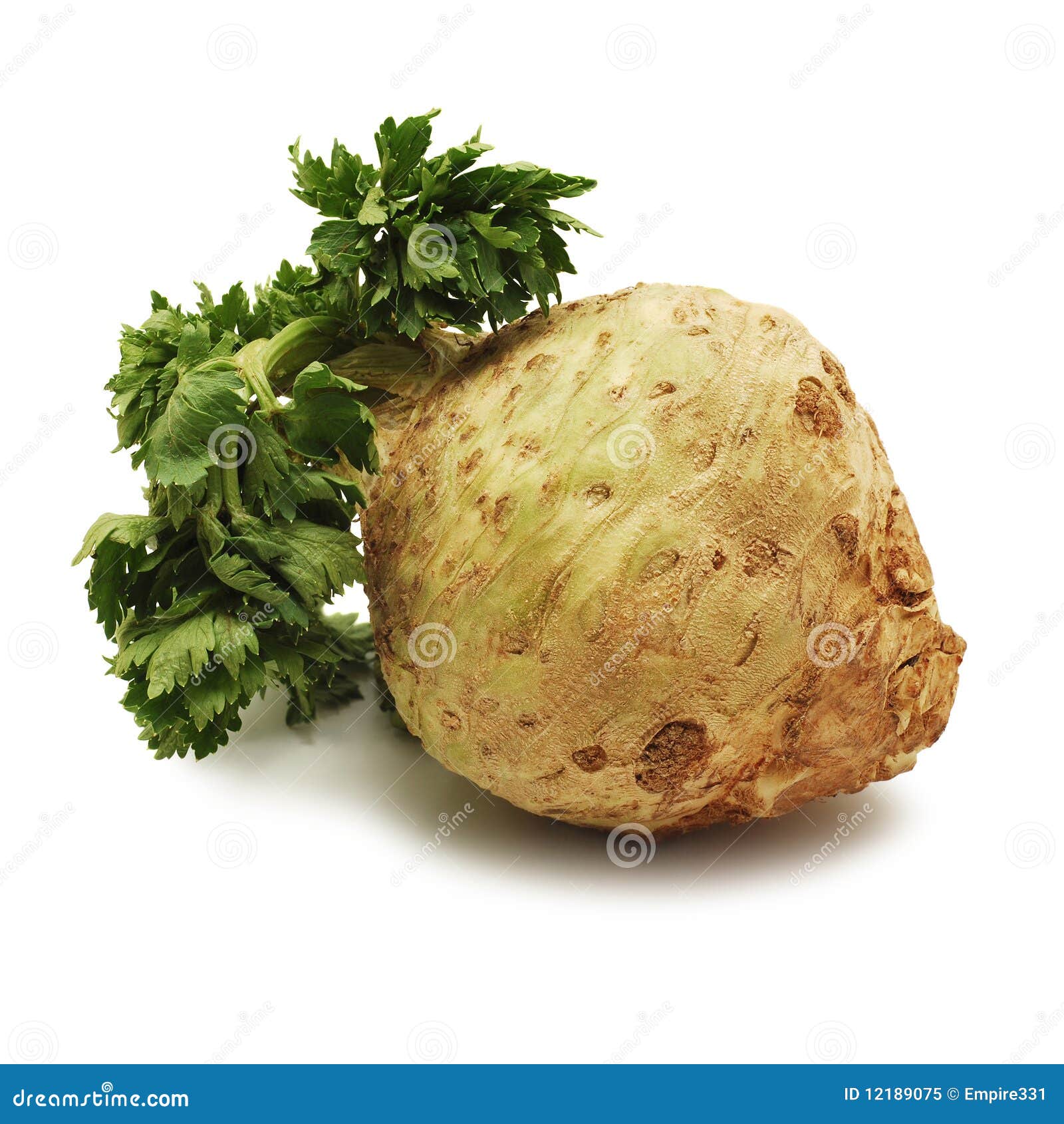 Celery root stock image. Image of isolated, leaves, salad - 12189075