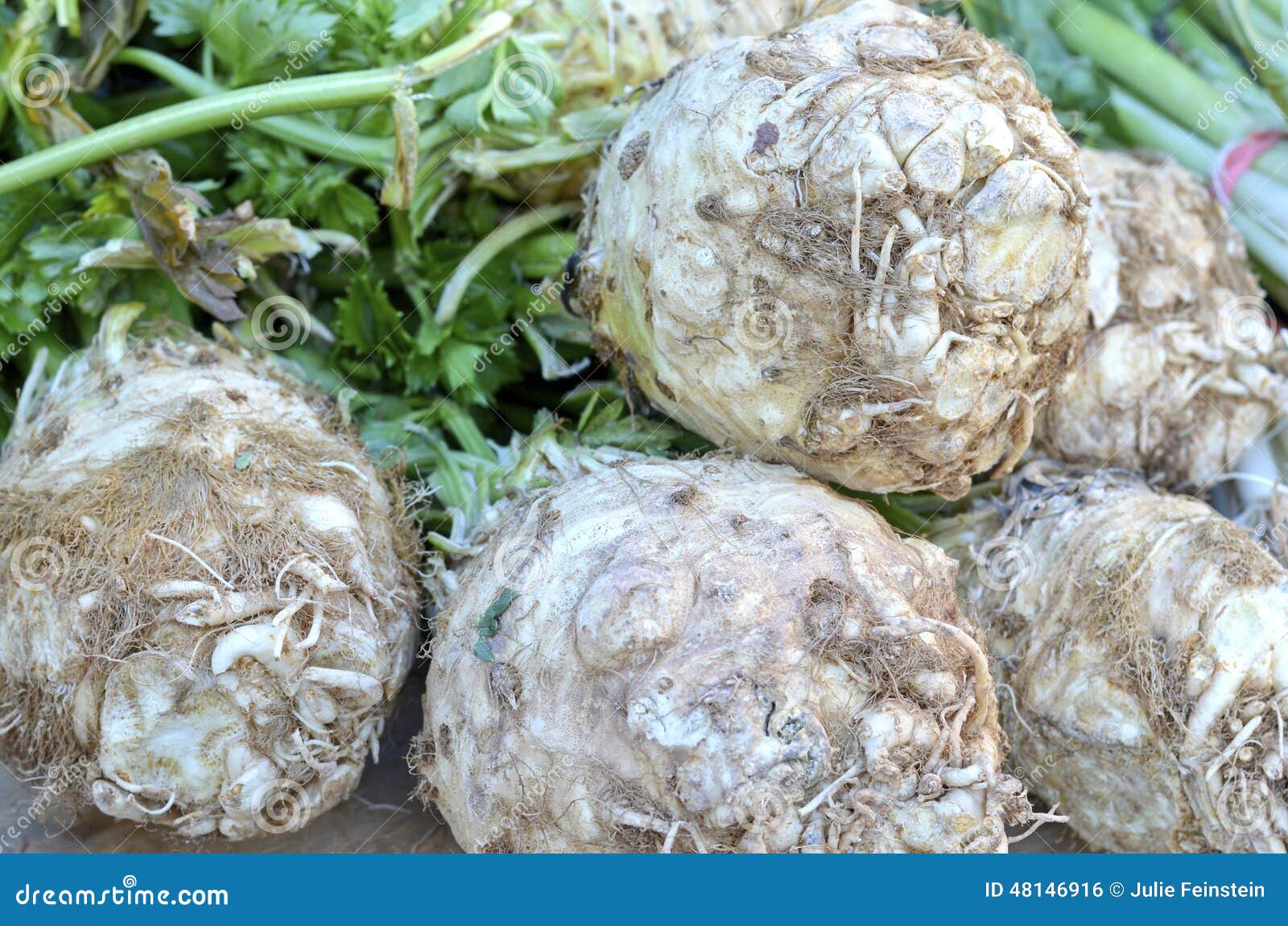 Celery Root stock photo. Image of root, vegetarian, celery - 48146916