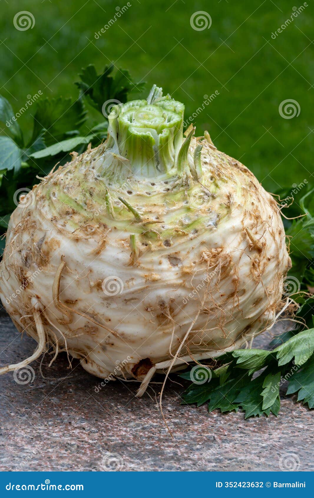 Celery Root - Celeriac, Source of Vitamins, Fresh Healthy Vegetable ...